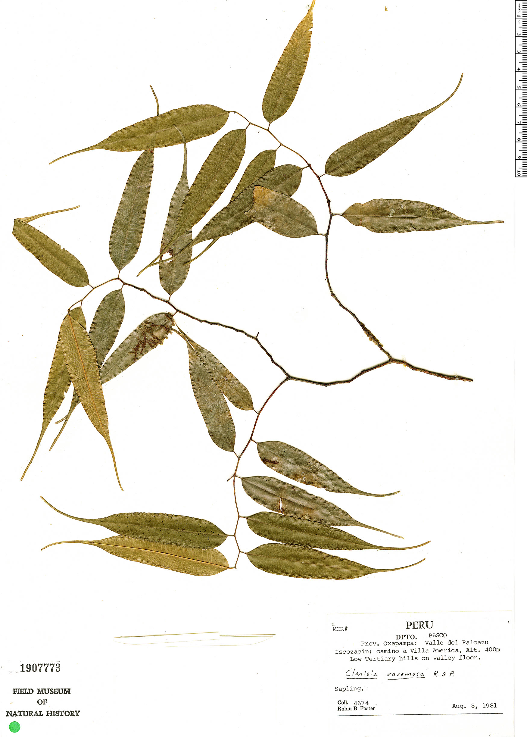 Clarisia racemosa | Herbário Rapid Reference | The Field Museum