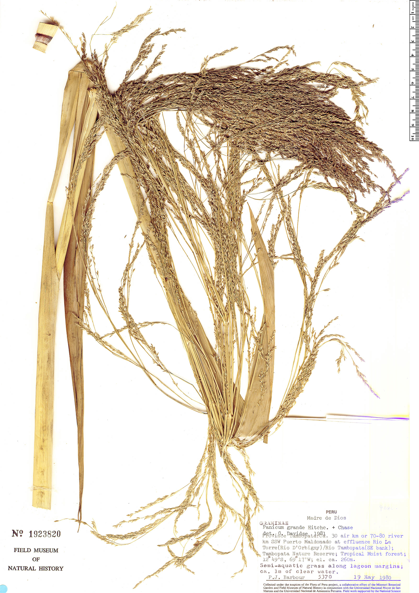Panicum grande Hitchc. & Chase