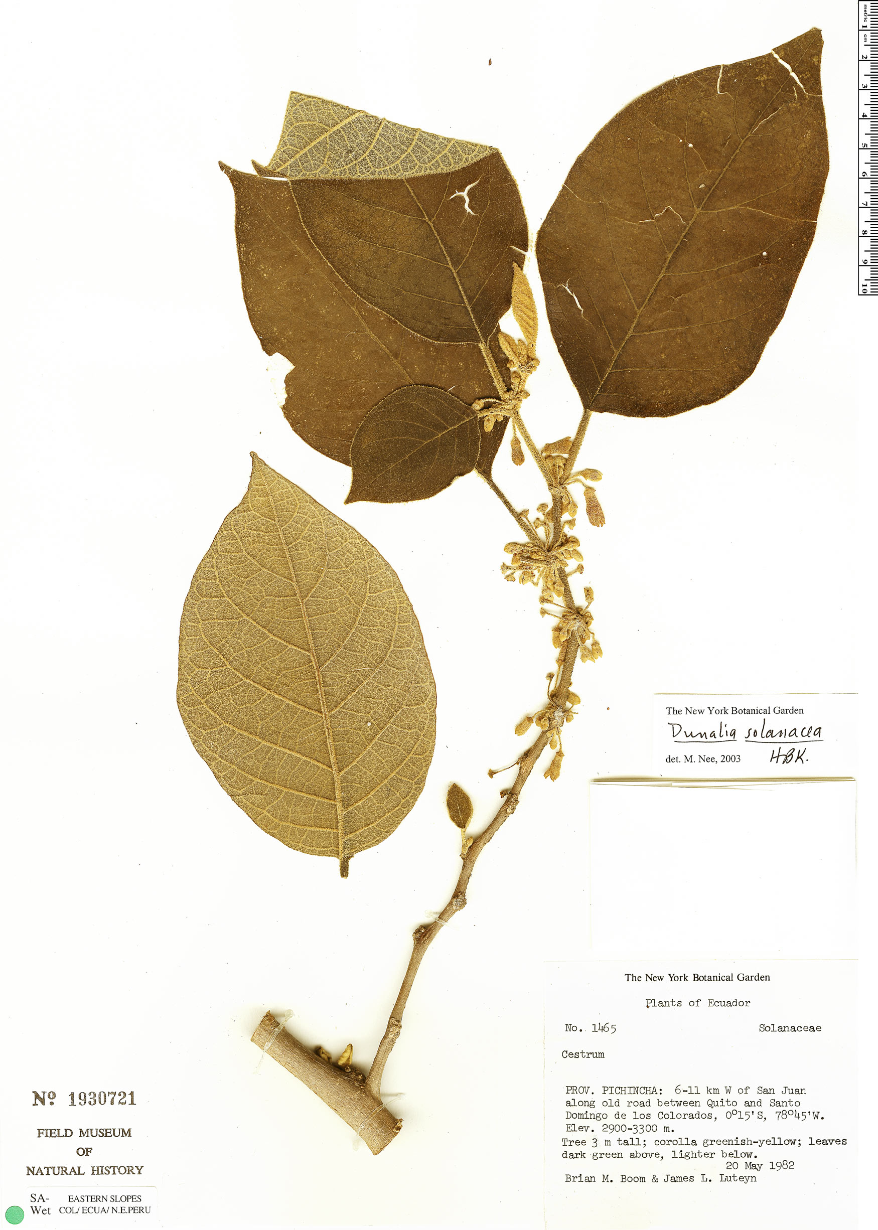 Dunalia solanacea | Rapid Reference | The Field Museum
