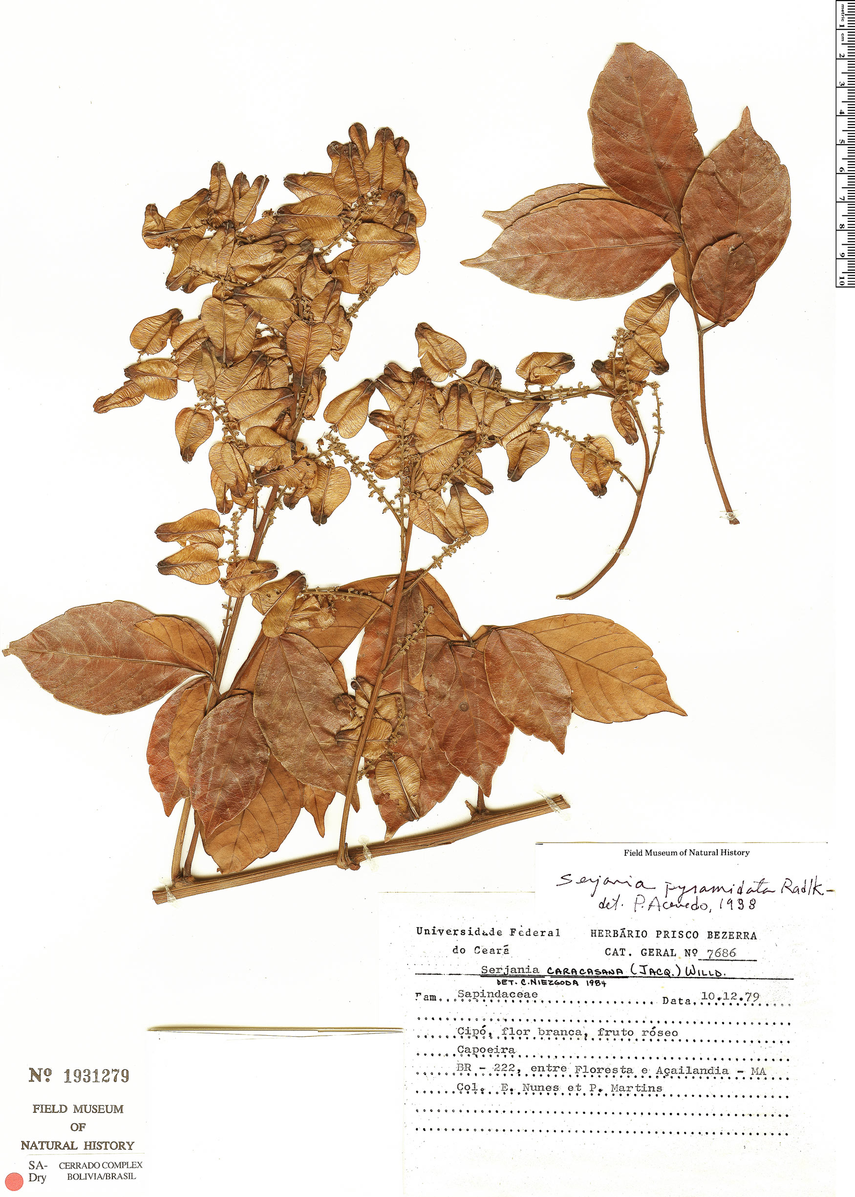 Serjania pyramidata | Rapid Reference | The Field Museum