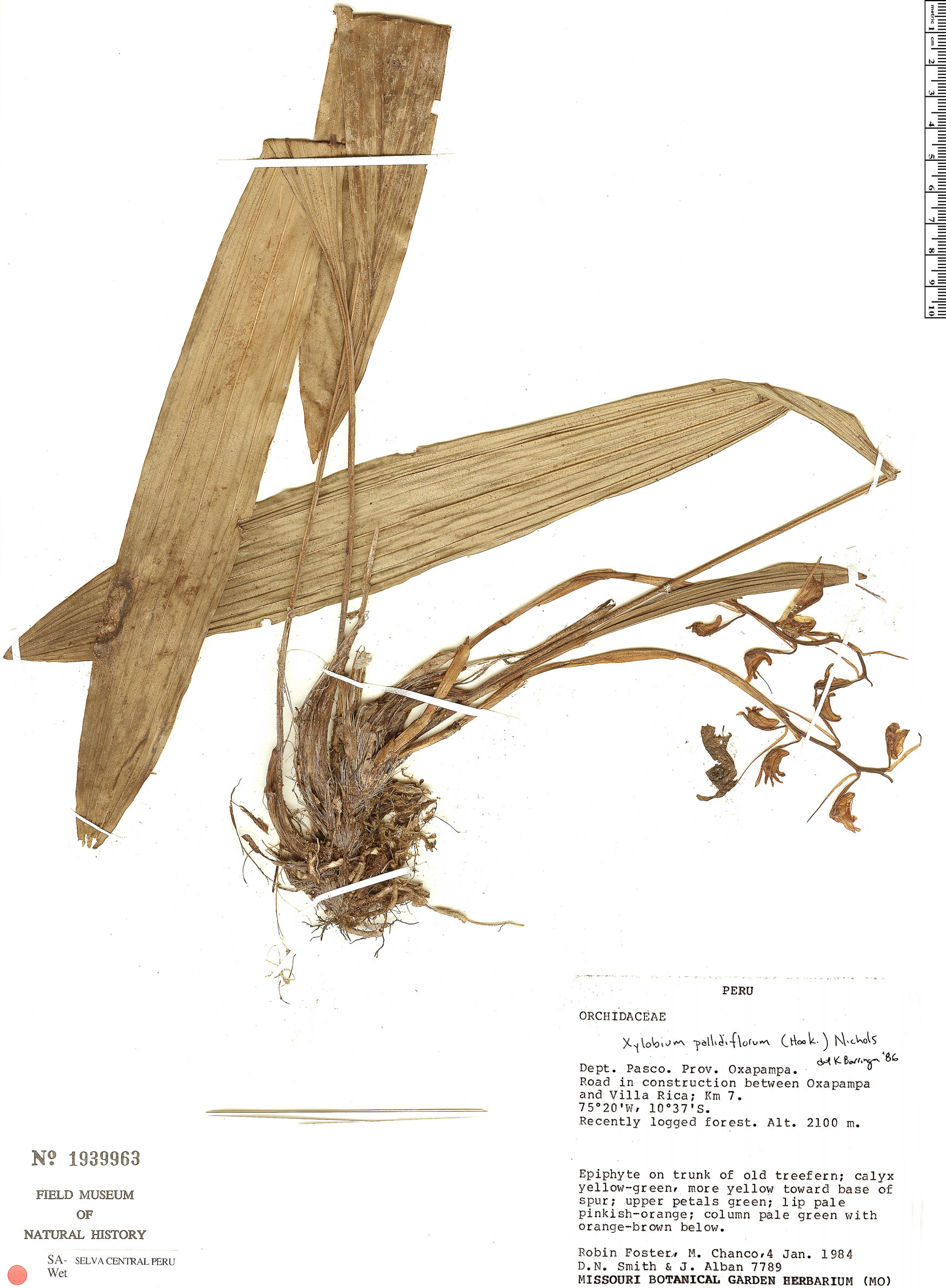 Xylobium varicosum | Rapid Reference | The Field Museum
