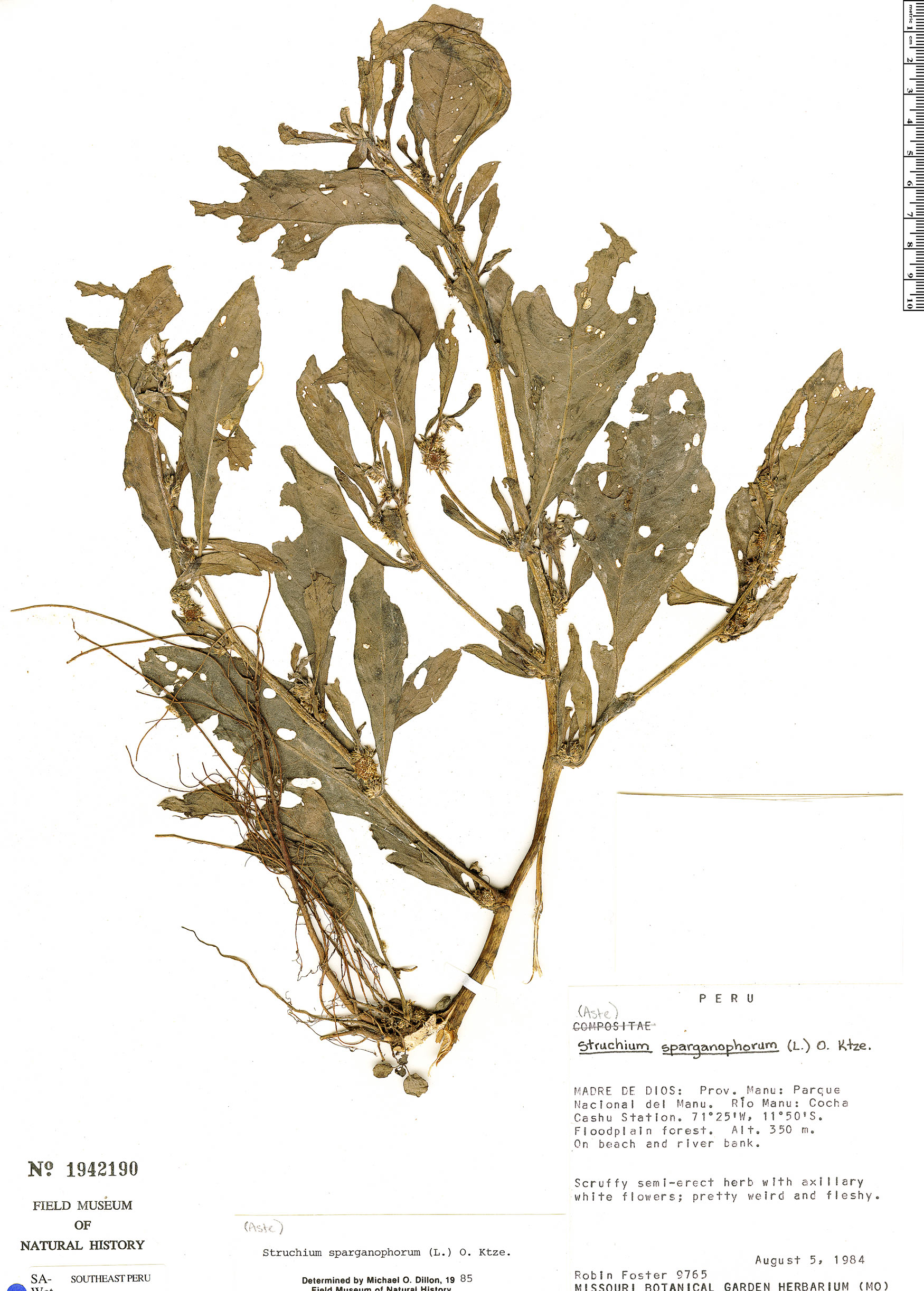 Struchium sparganophorum | Rapid Reference | The Field Museum