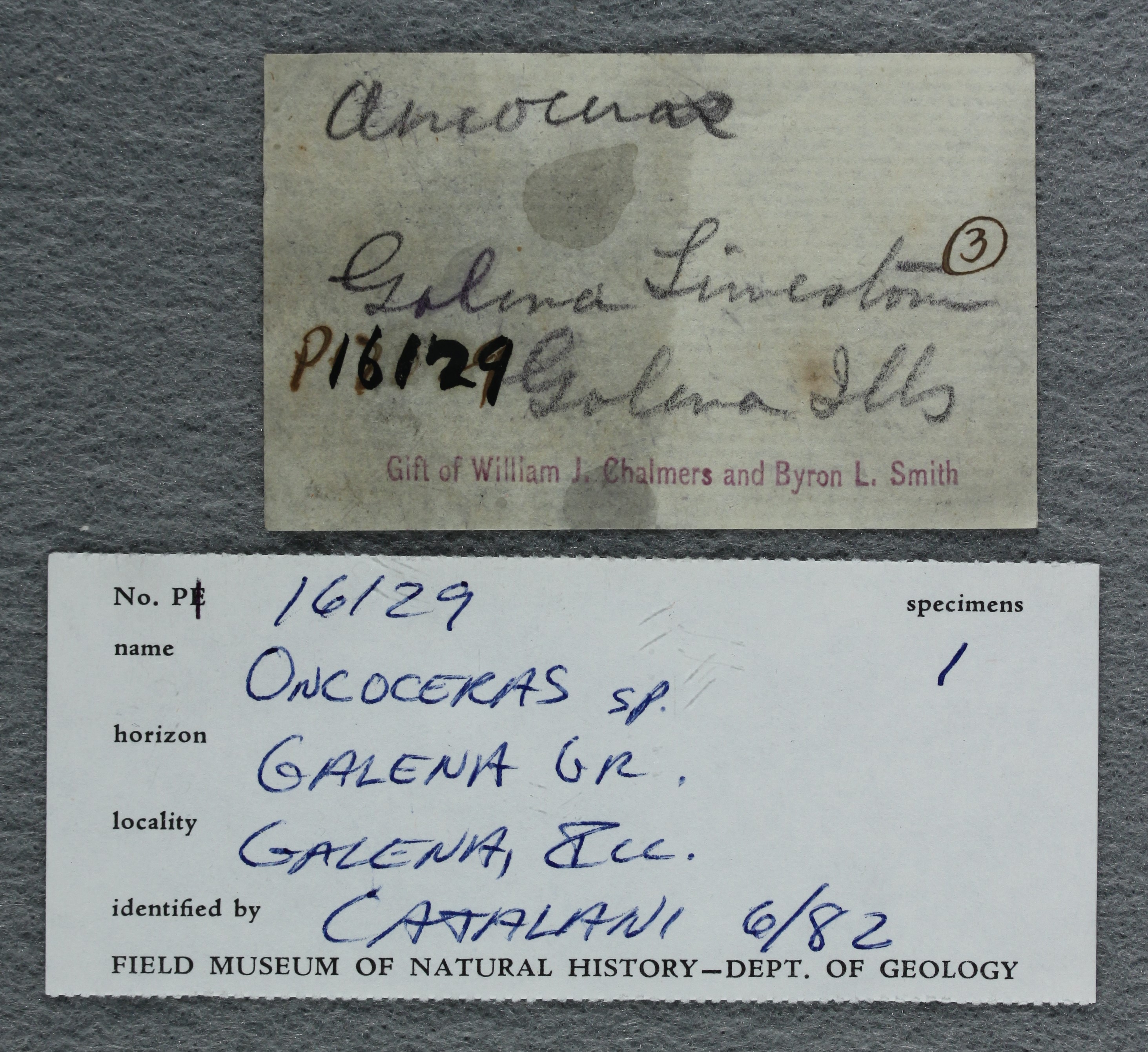 Oncoceras Hall, 1847