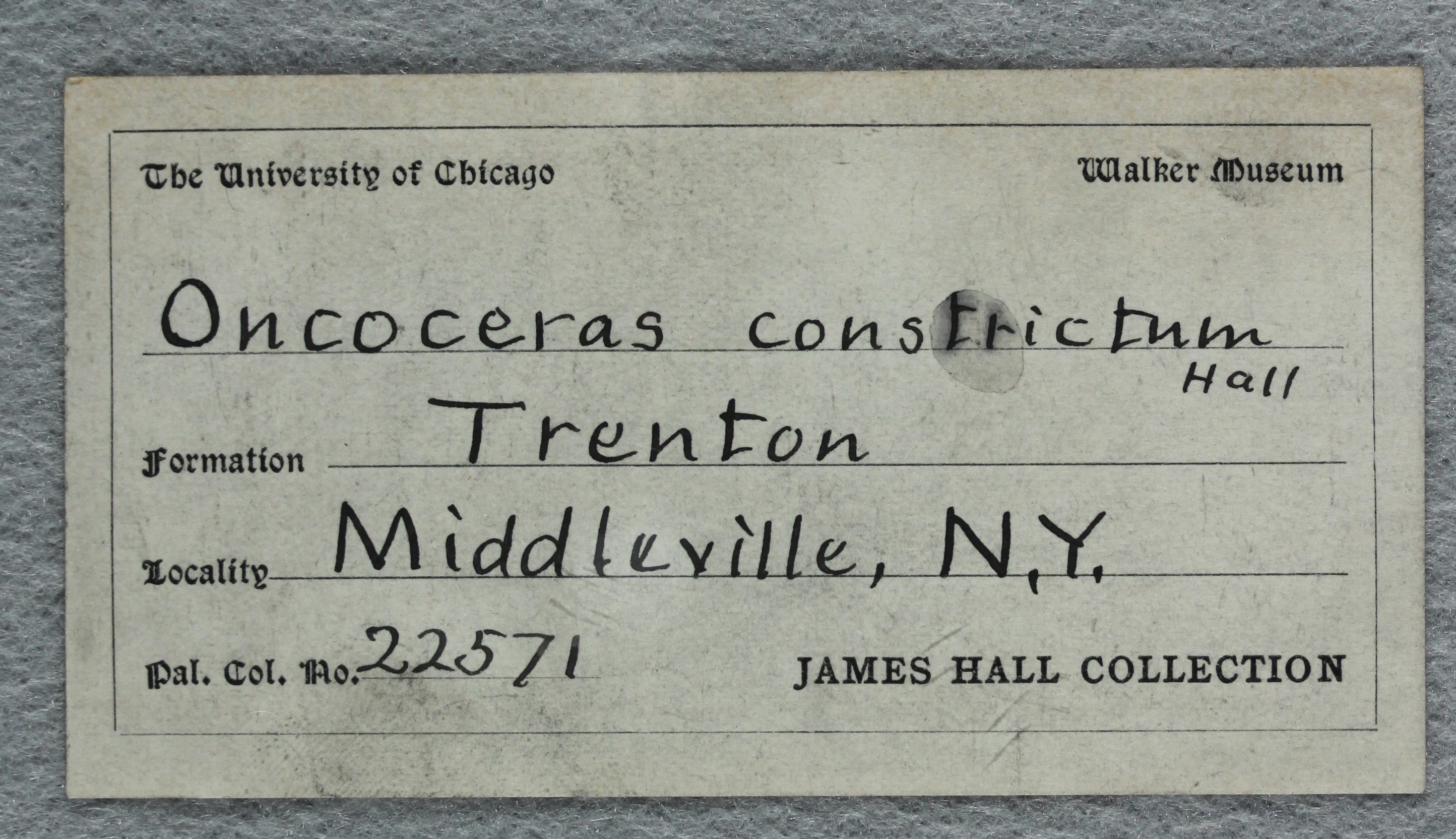 Oncoceras Hall, 1847