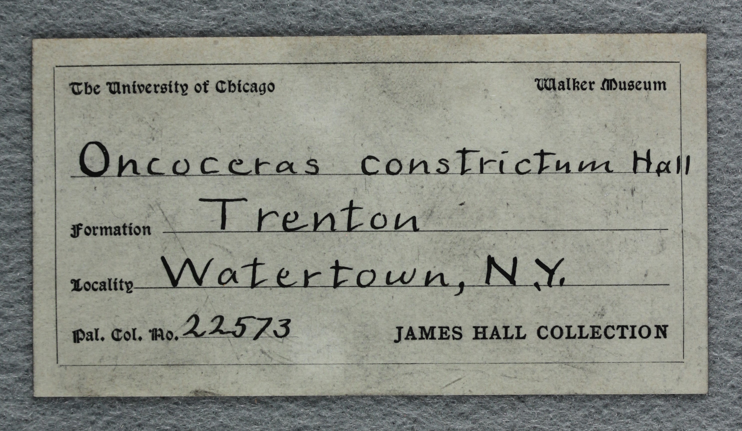 Oncoceras Hall, 1847