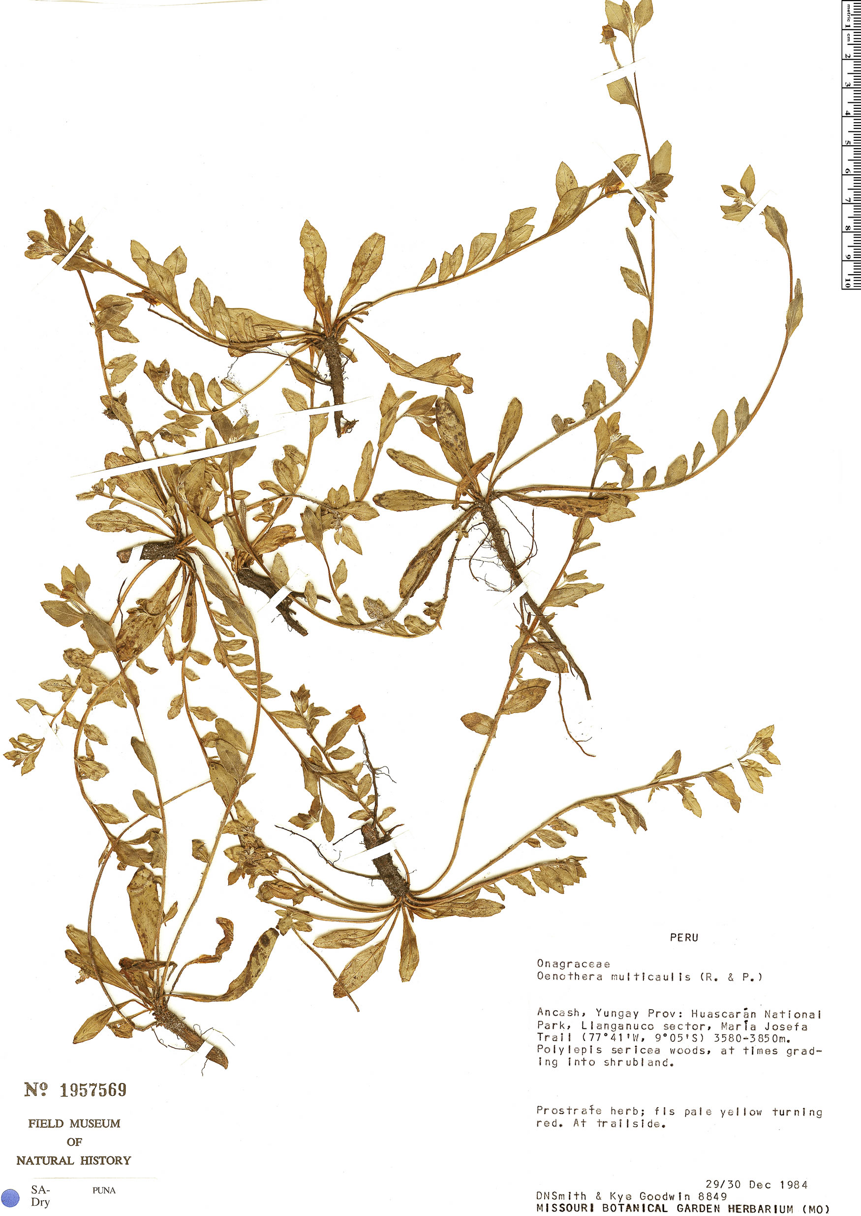 Oenothera multicaulis | Rapid Reference | The Field Museum