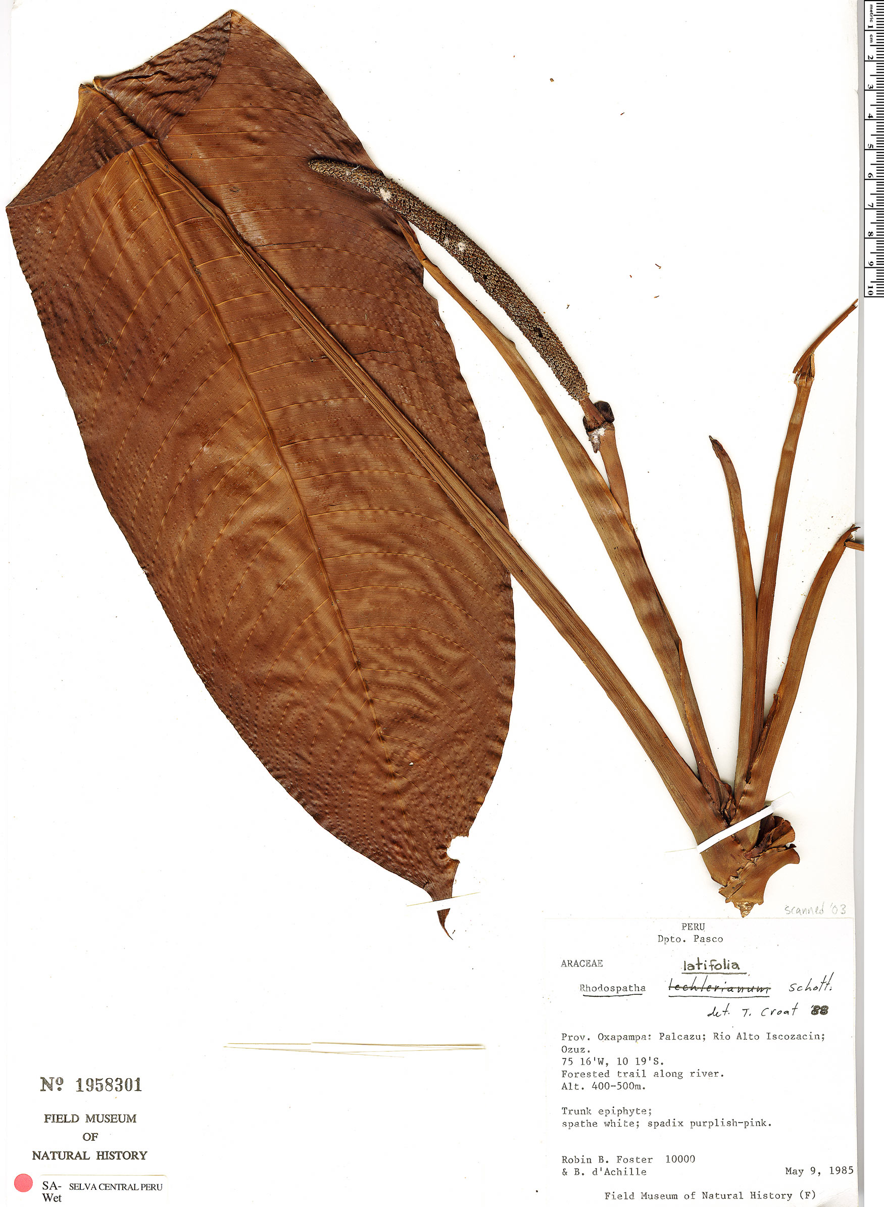 Rhodospatha latifolia | Rapid Reference | The Field Museum