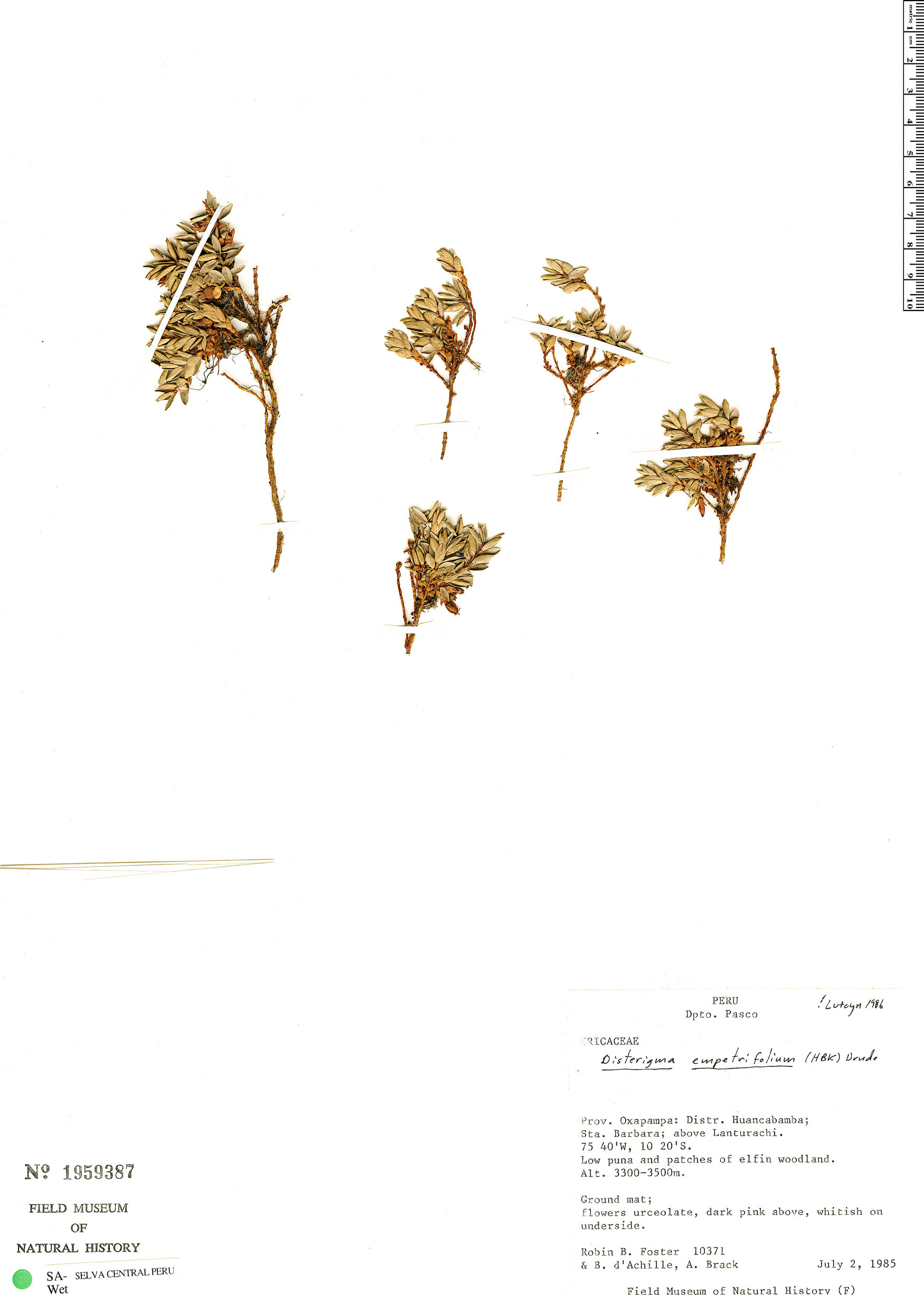 Disterigma empetrifolium | Rapid Reference | The Field Museum