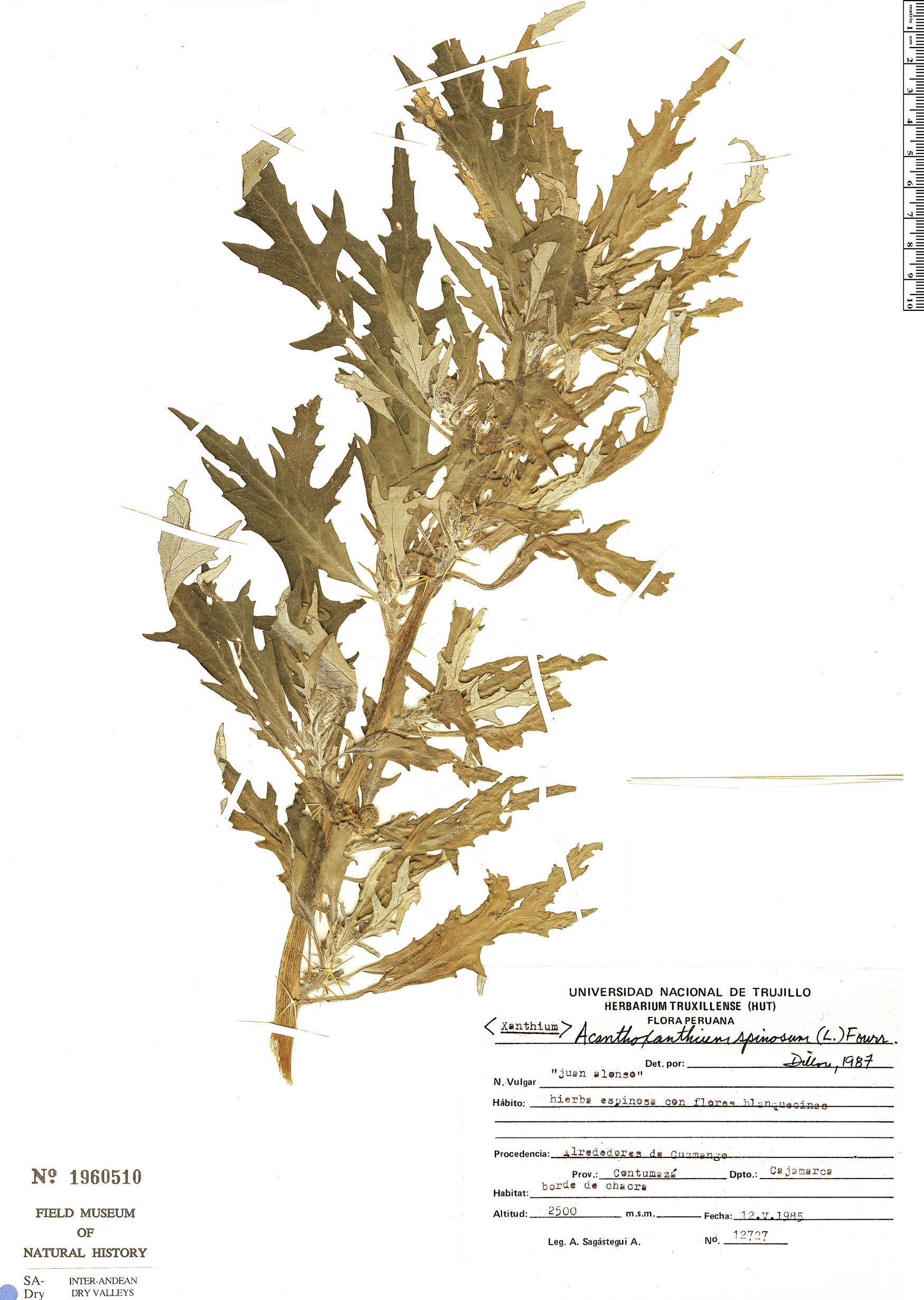 Xanthium Spinosum Wikiwand