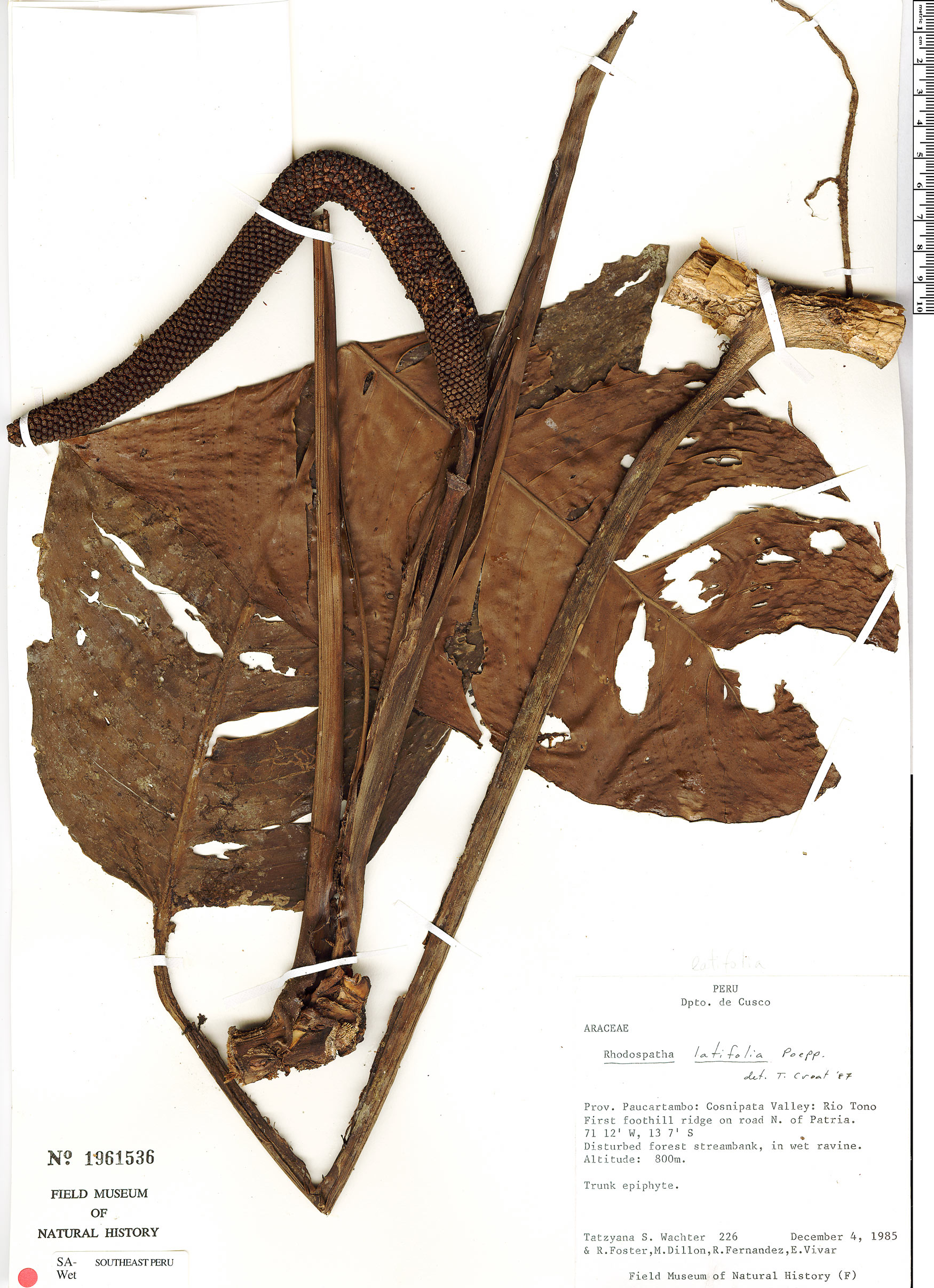 Rhodospatha latifolia | Herbário Rapid Reference | The Field Museum