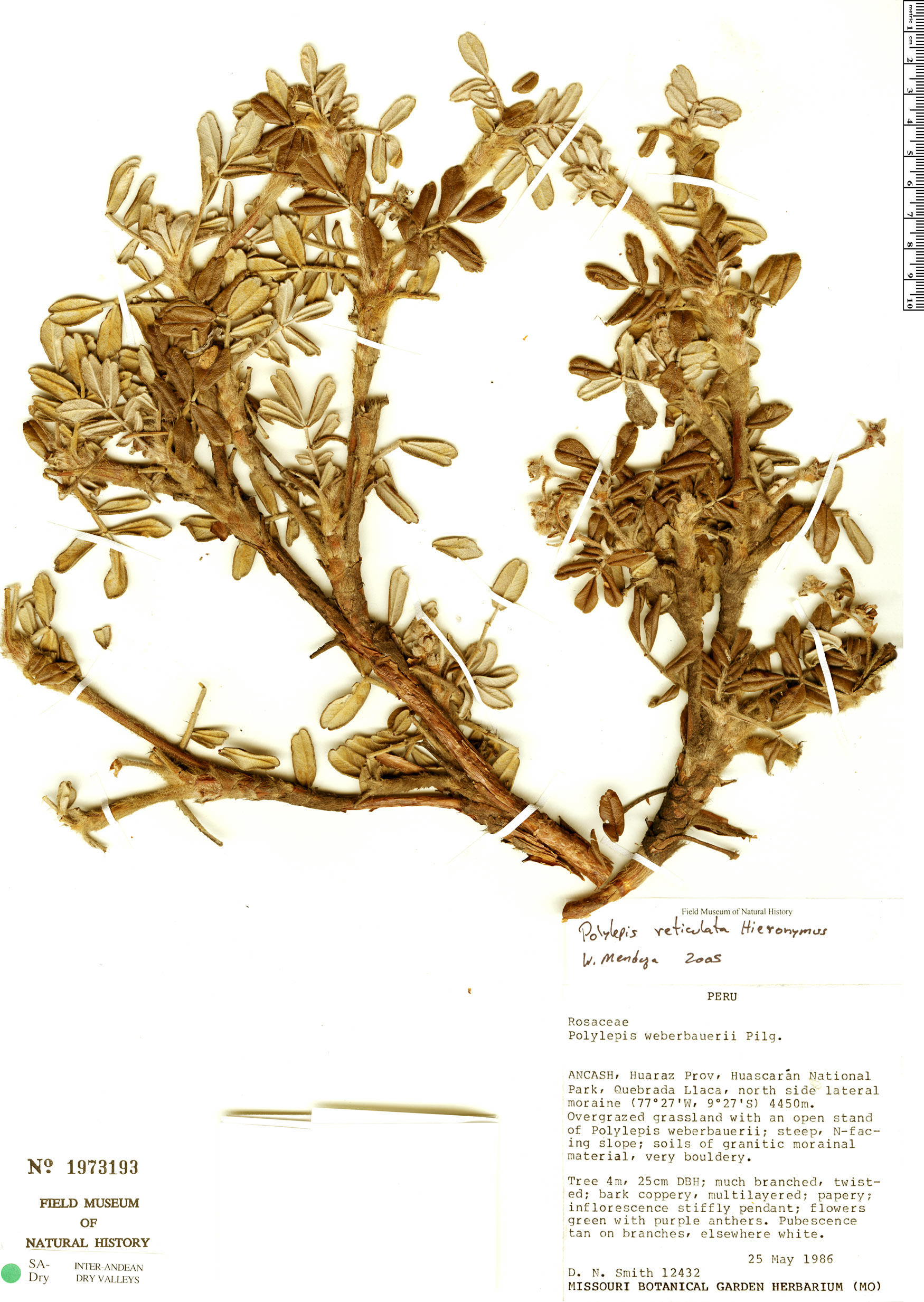 Polylepis weberbaueri | Rapid Reference | The Field Museum