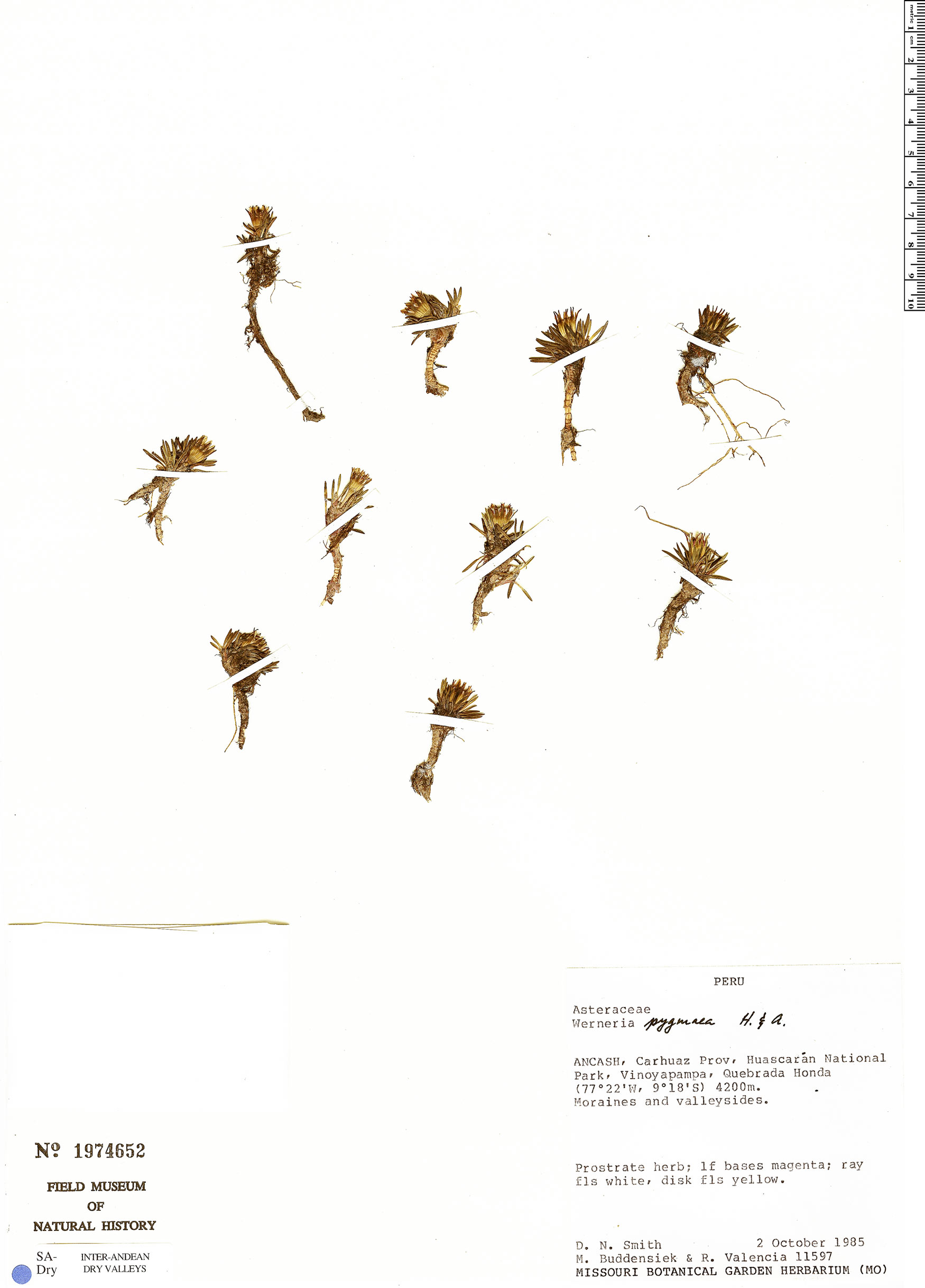 Werneria pygmaea | Rapid Reference | The Field Museum
