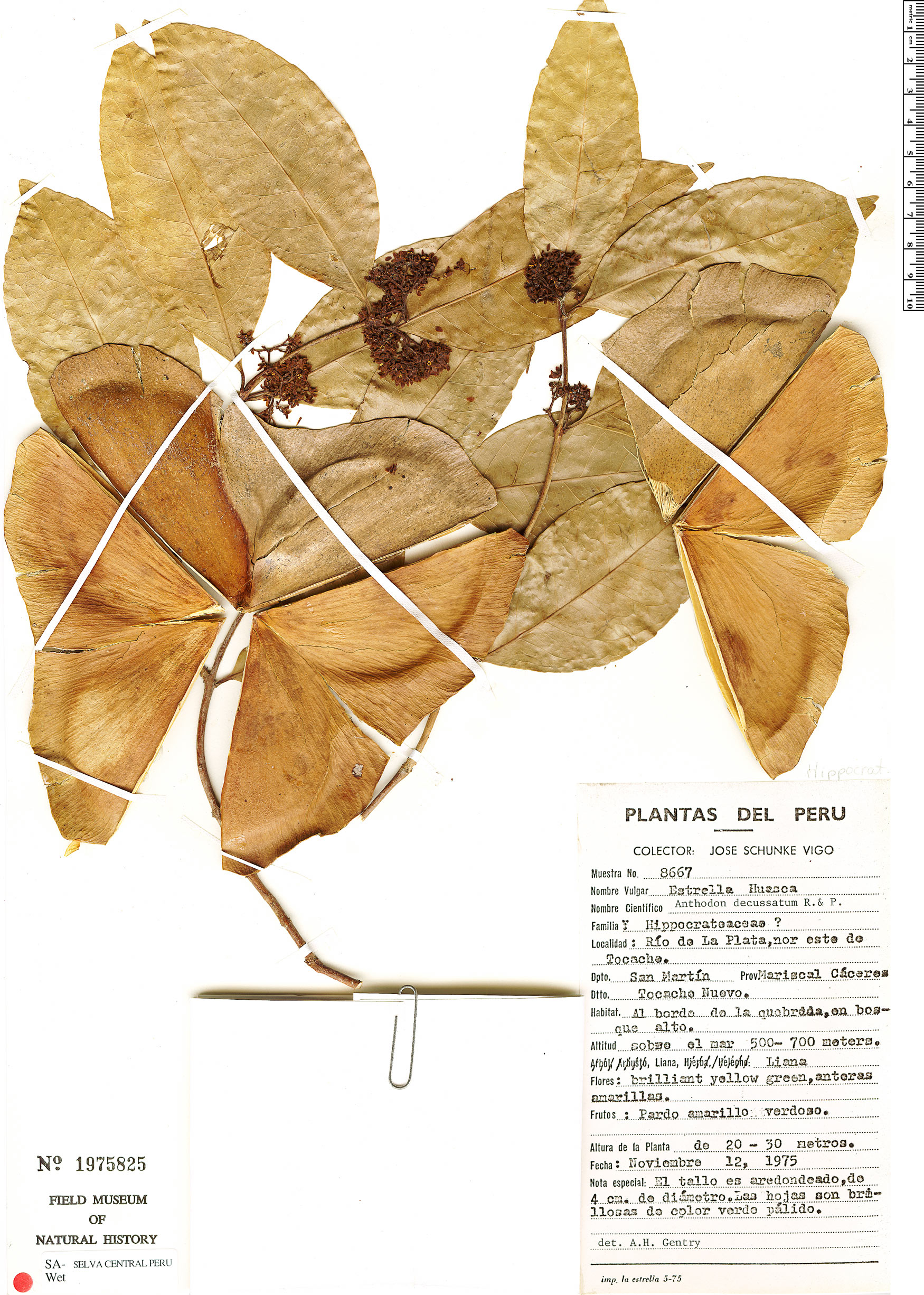 Anthodon decussatus | Rapid Reference | The Field Museum