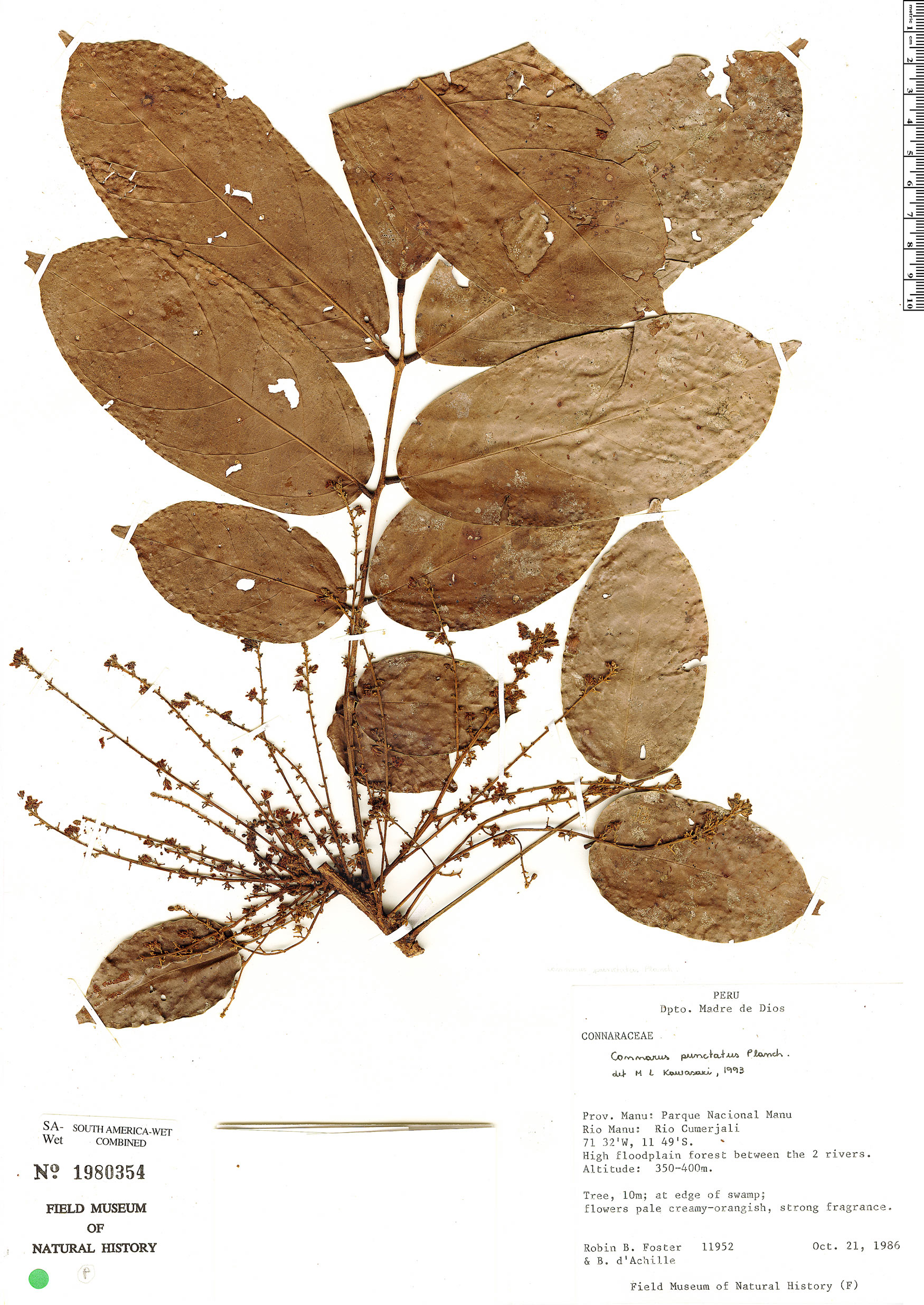 Connarus punctatus | Rapid Reference | The Field Museum