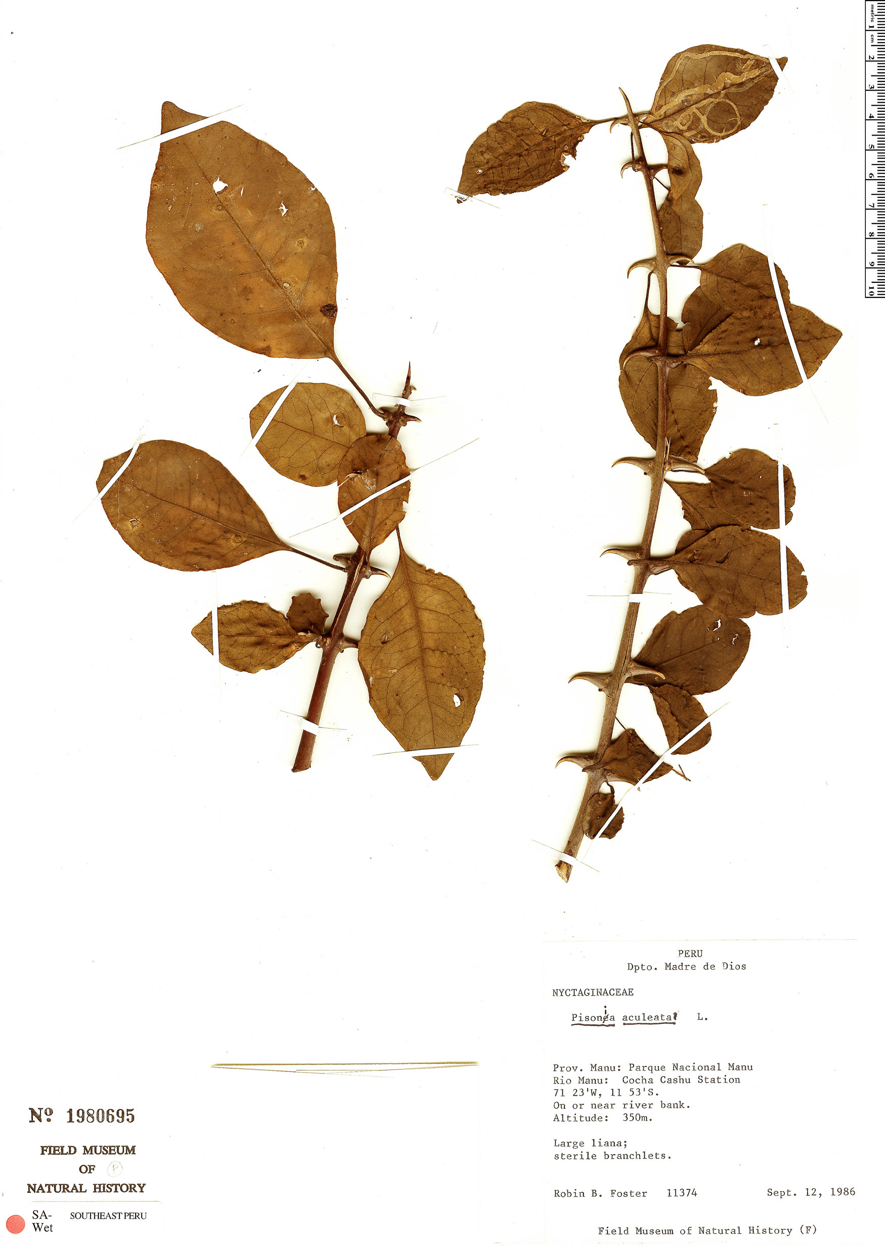 Pisonia aculeata | Rapid Reference | The Field Museum