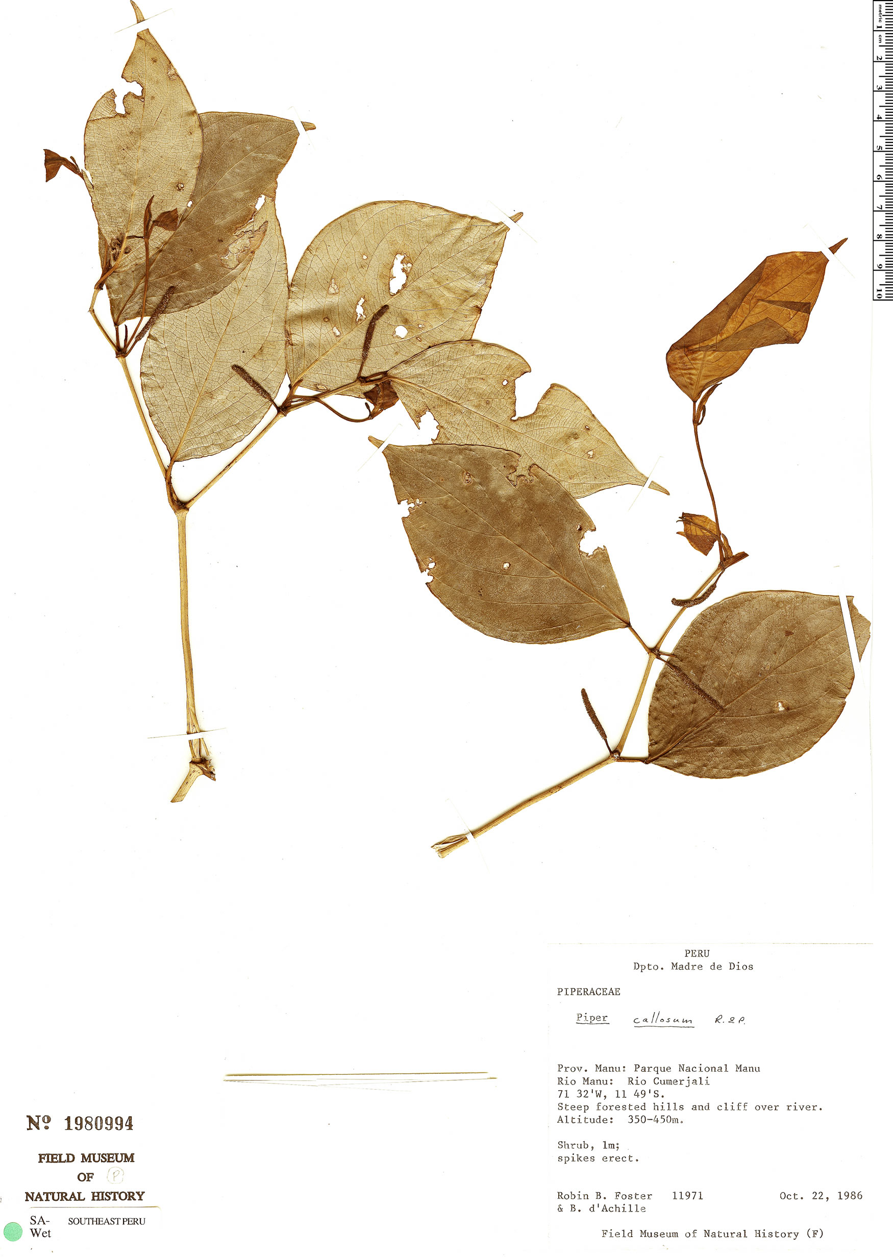 Piper callosum | Rapid Reference | The Field Museum