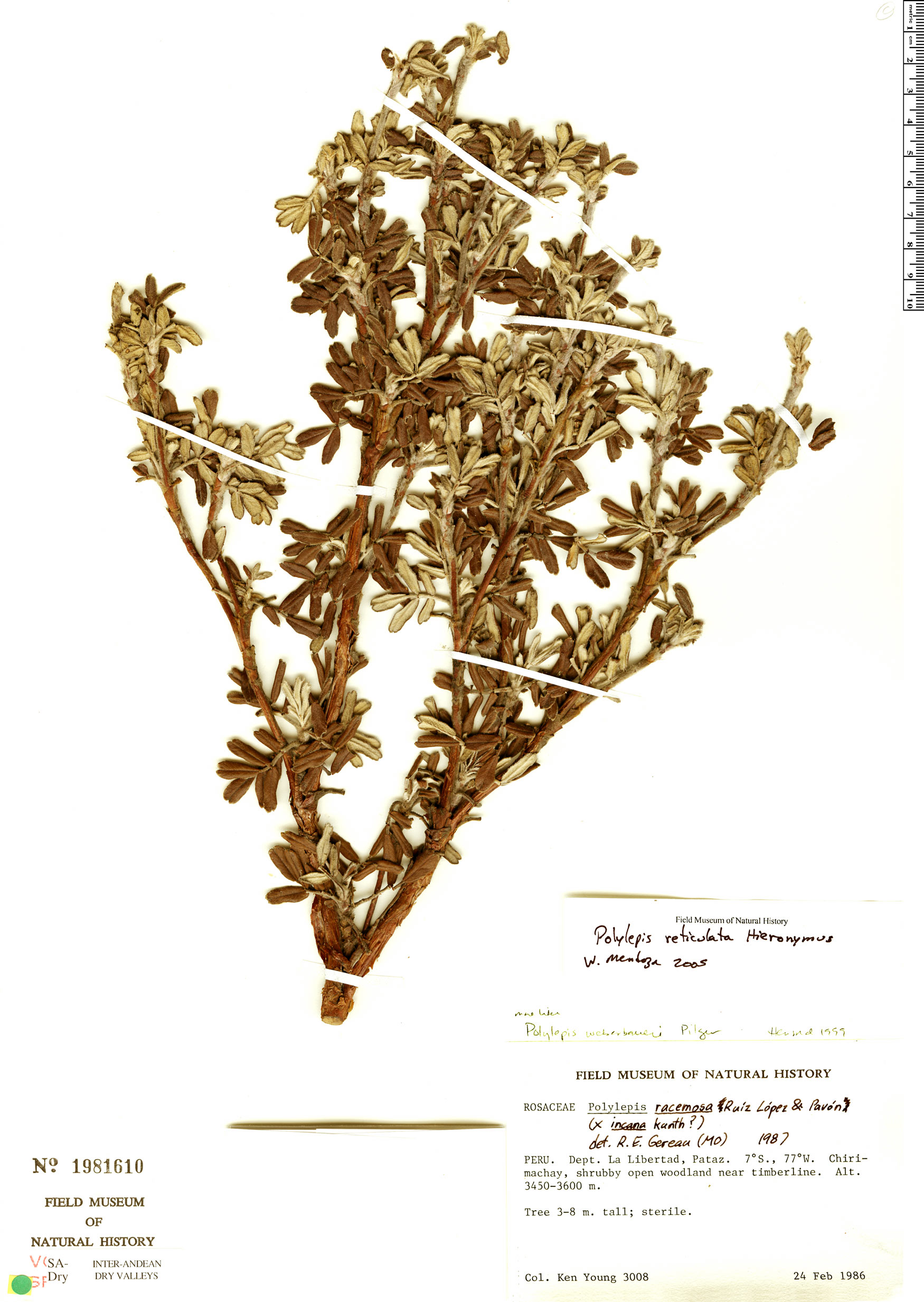 Polylepis reticulata Hieron.