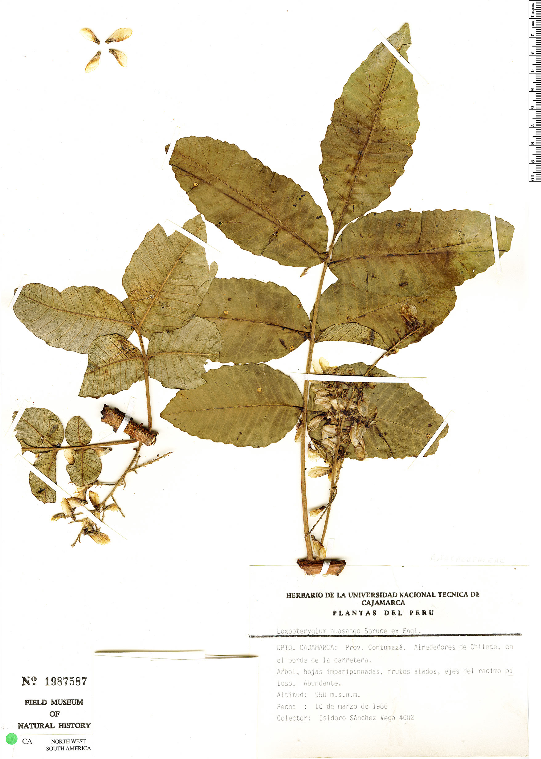 Loxopterygium huasango | Rapid Reference | The Field Museum