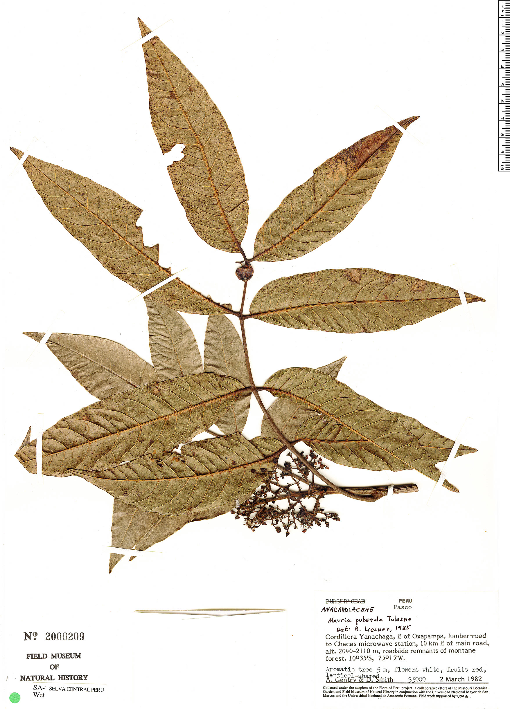 Mauria subserrata | Herbário Rapid Reference | The Field Museum