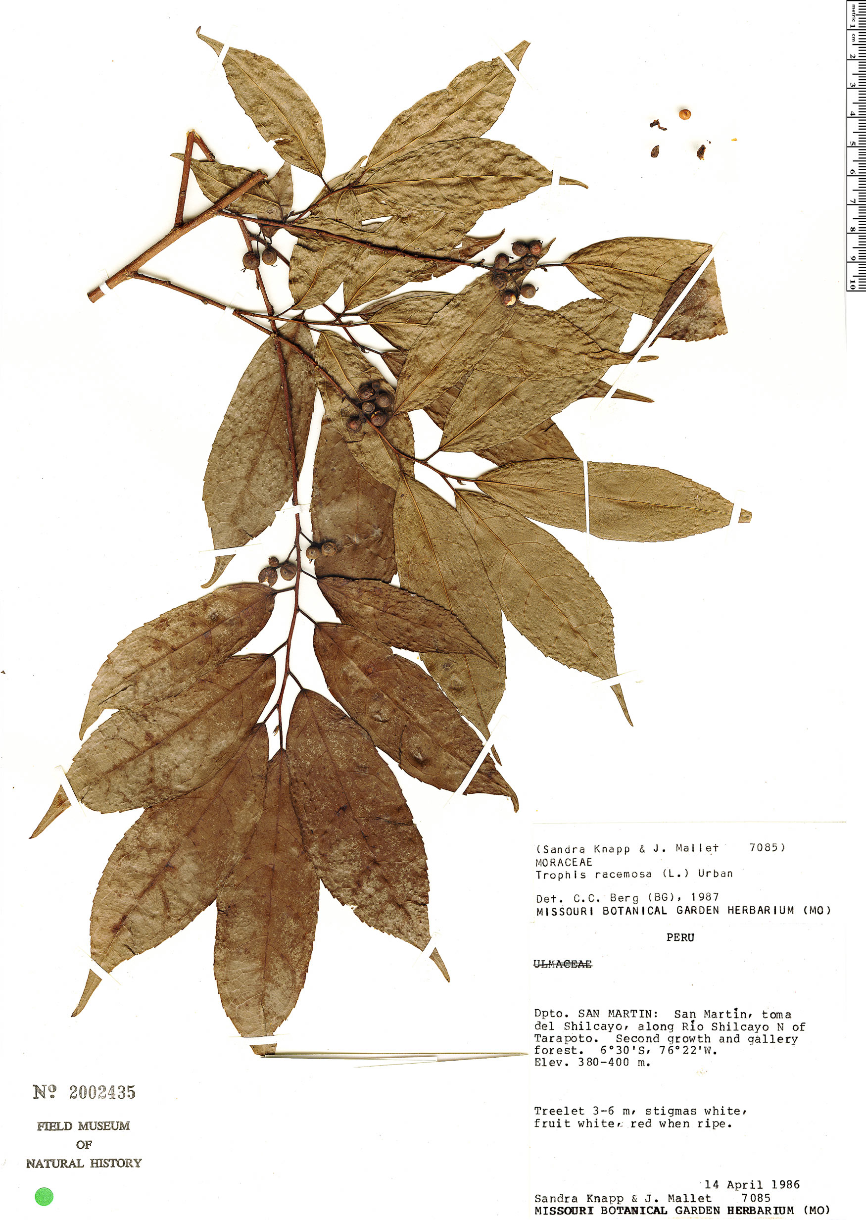 Trophis racemosa | Herbário Rapid Reference | The Field Museum