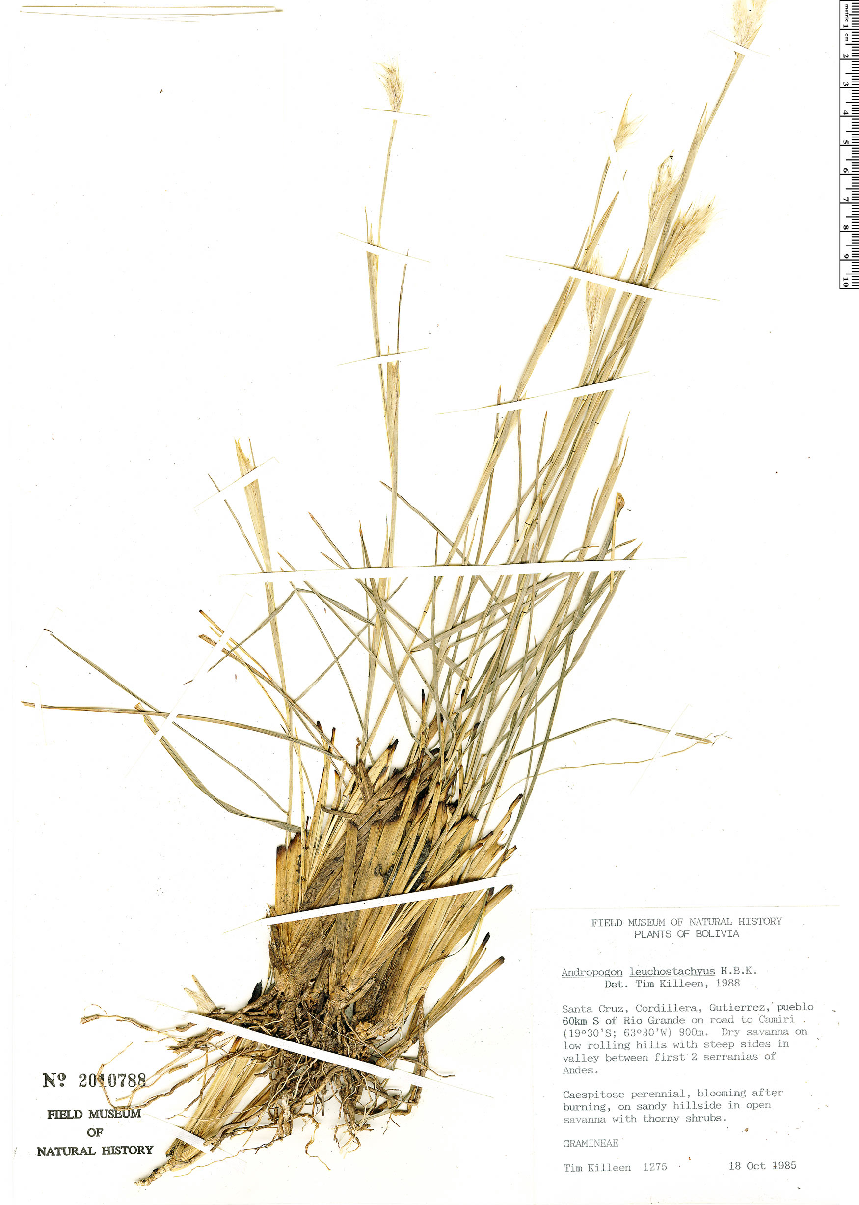 Andropogon leucostachyus | Herbário Rapid Reference | The Field Museum