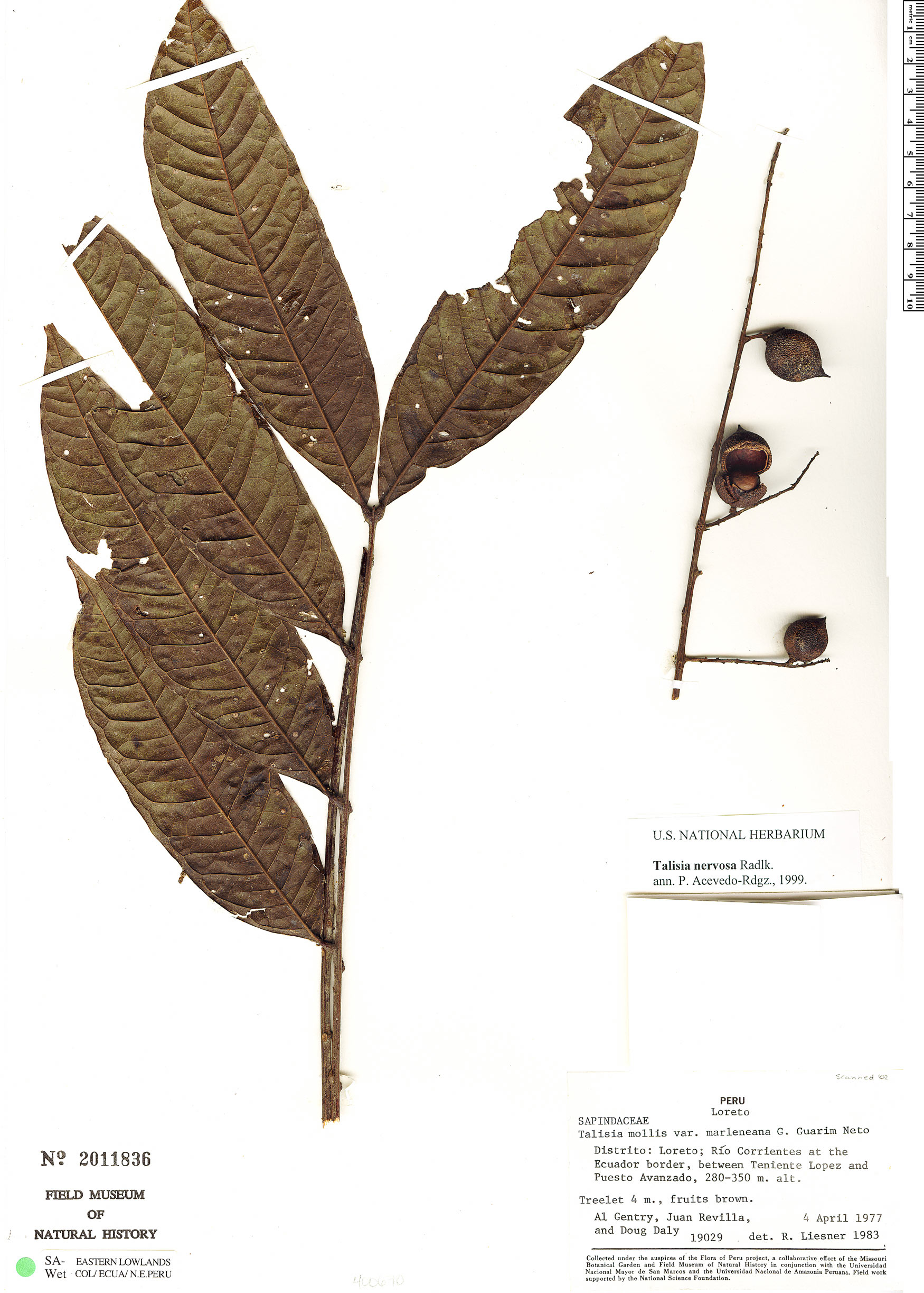 Talisia nervosa | Rapid Reference | The Field Museum