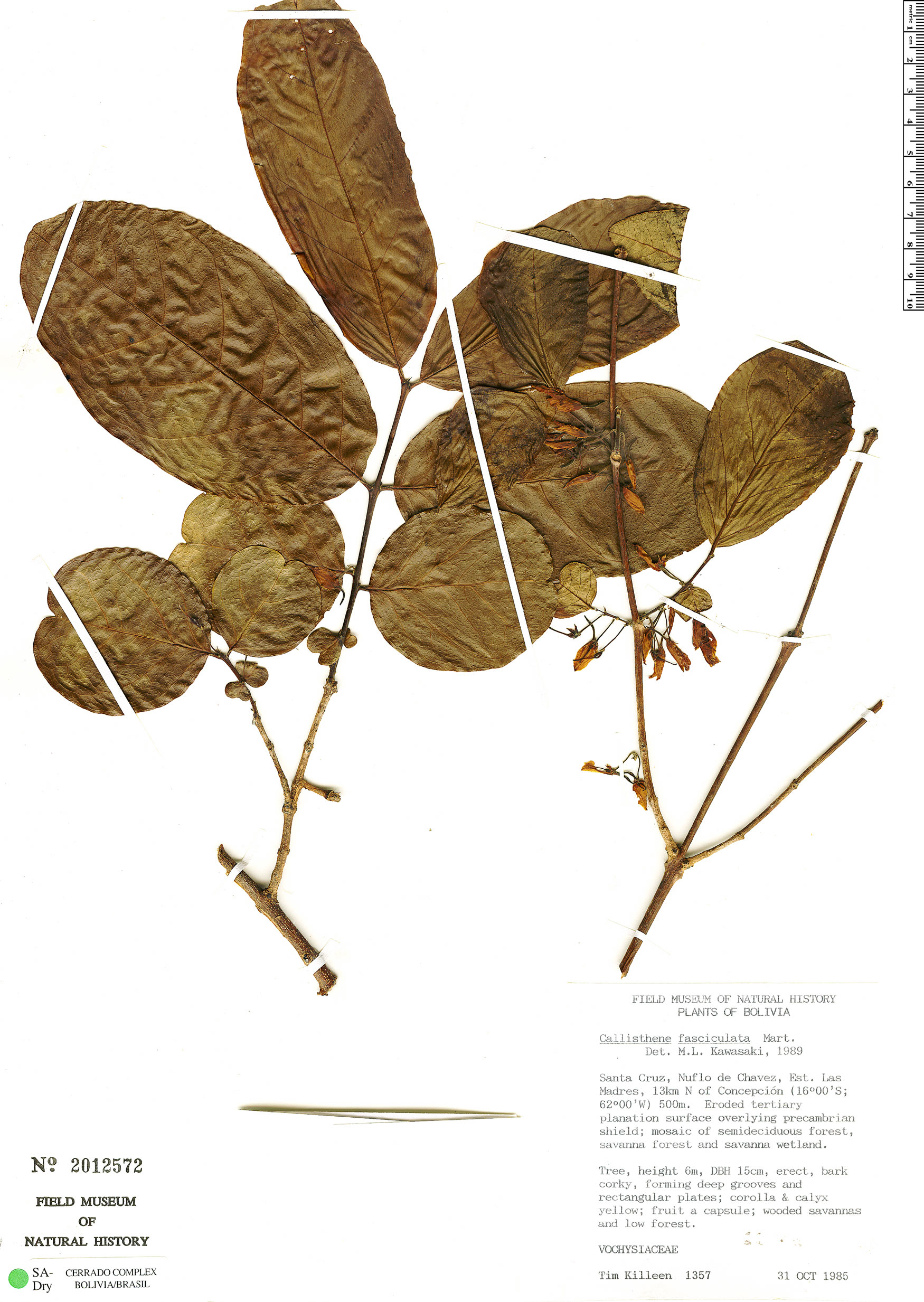 Callisthene fasciculata | Rapid Reference | The Field Museum