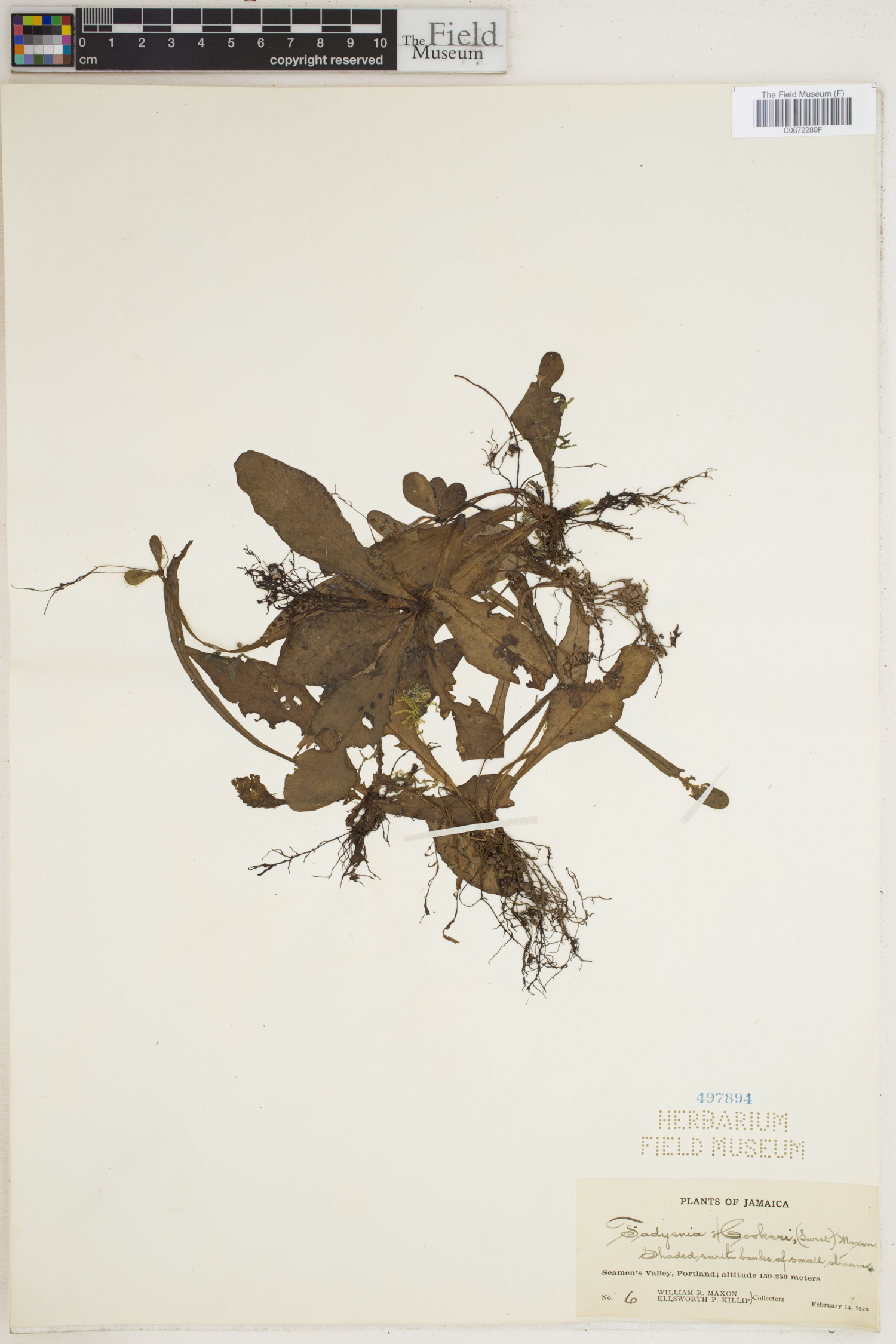 Tectaria prolifera (Hook.) R.M.Tryon & A.F.Tryon
