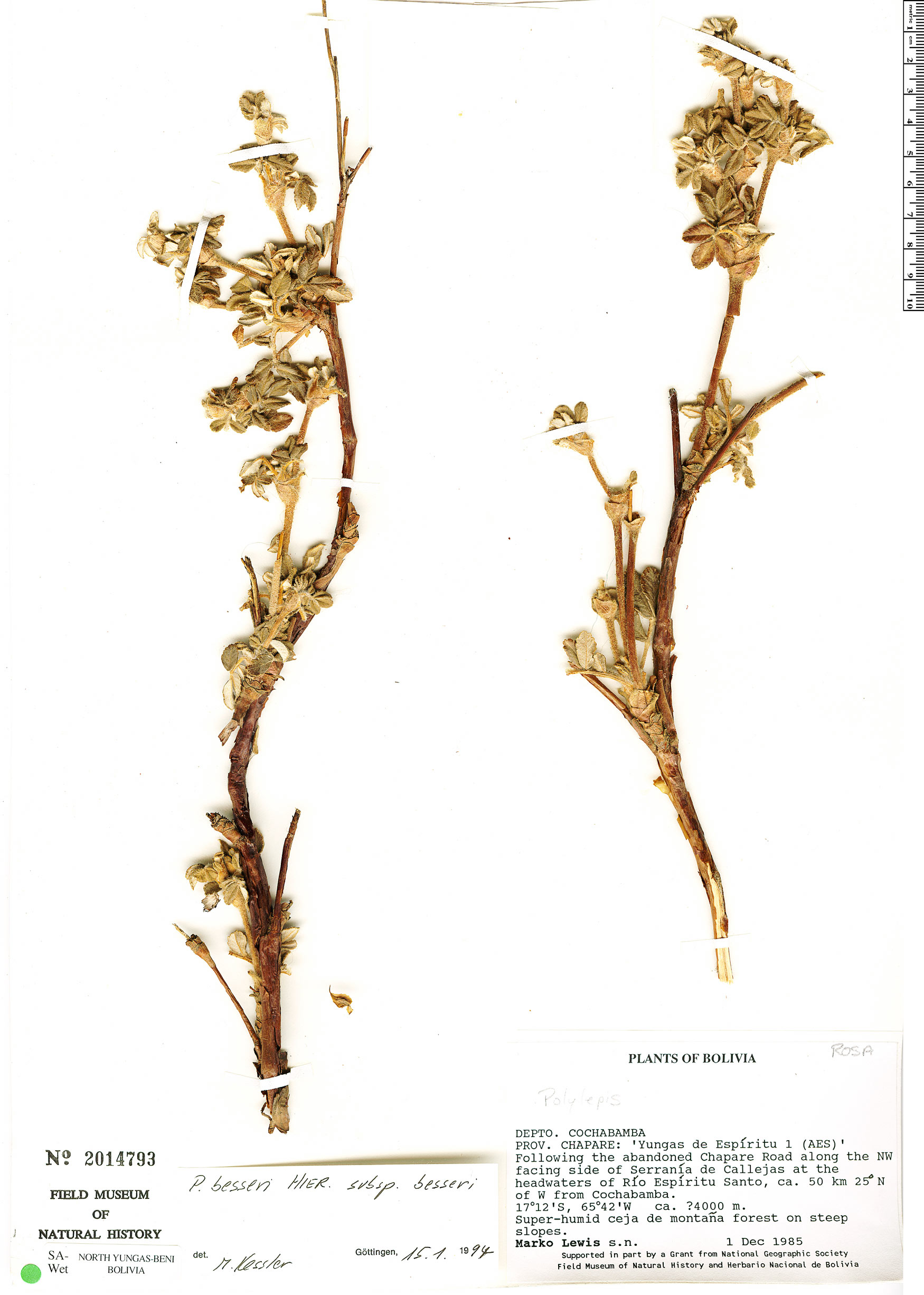 Polylepis besseri Hieron.