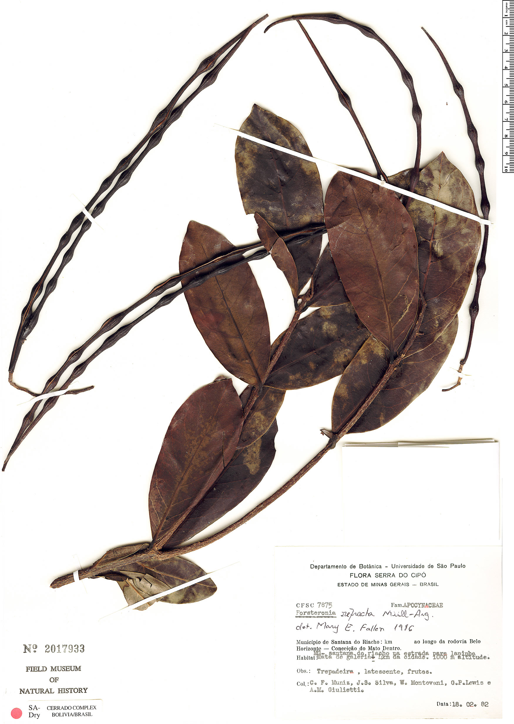 Forsteronia refracta | Rapid Reference | The Field Museum