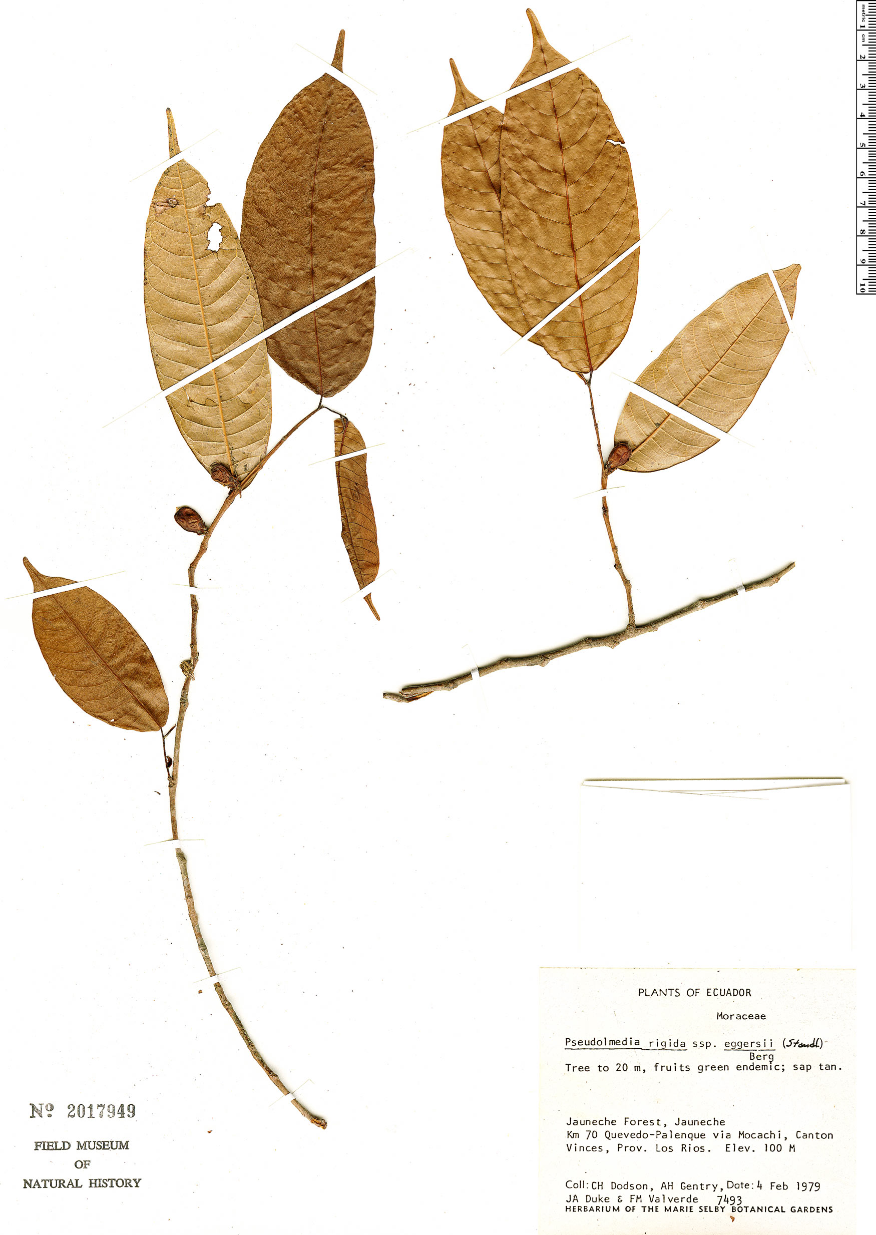 Pseudolmedia rigida | Herbário Rapid Reference | The Field Museum