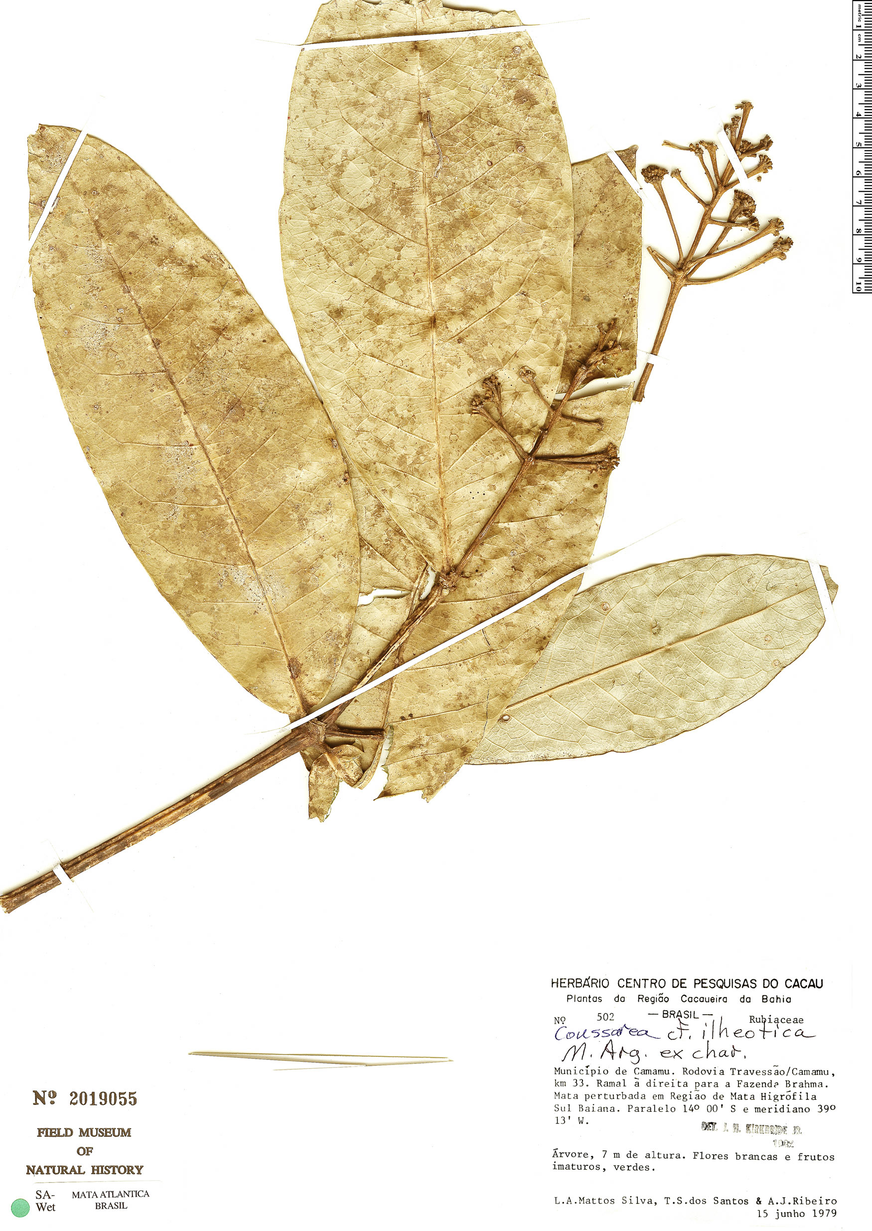 Coussarea ilheotica | Rapid Reference | The Field Museum