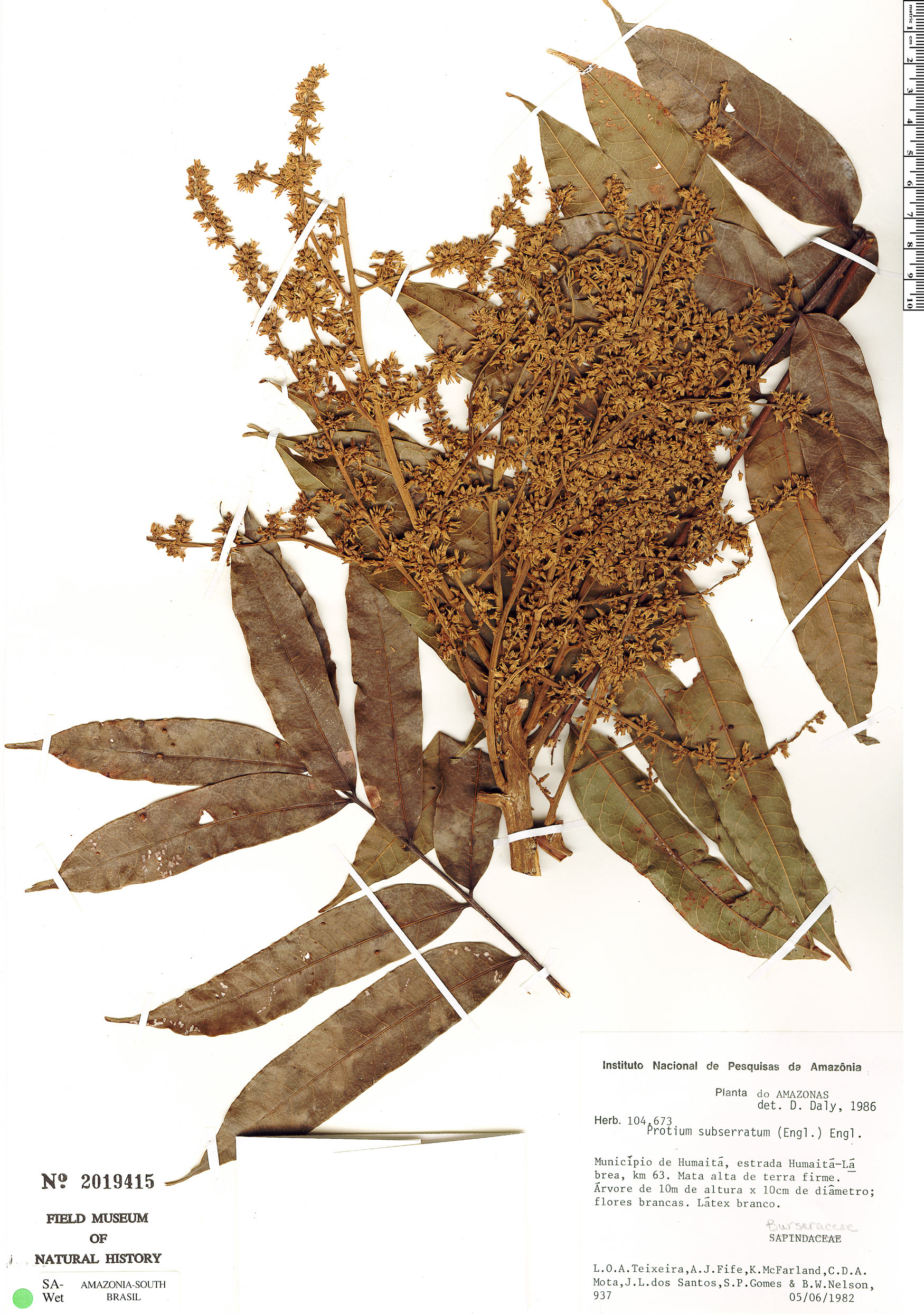 Protium subserratum | Herbário Rapid Reference | The Field Museum