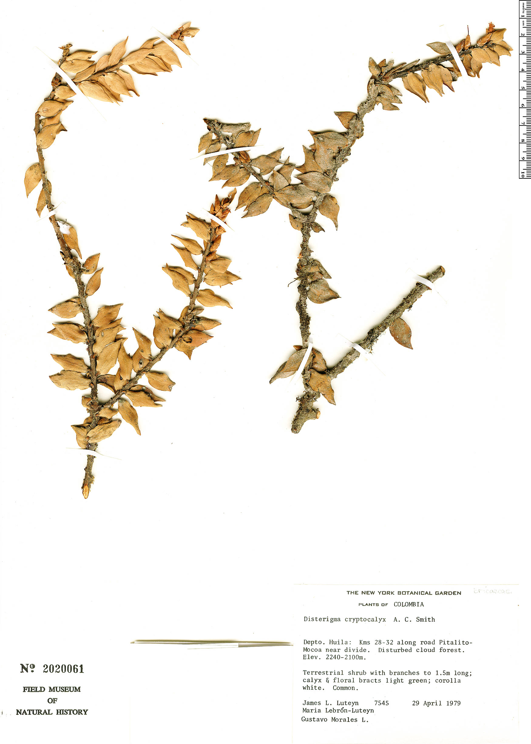 Disterigma cryptocalyx | Rapid Reference | The Field Museum