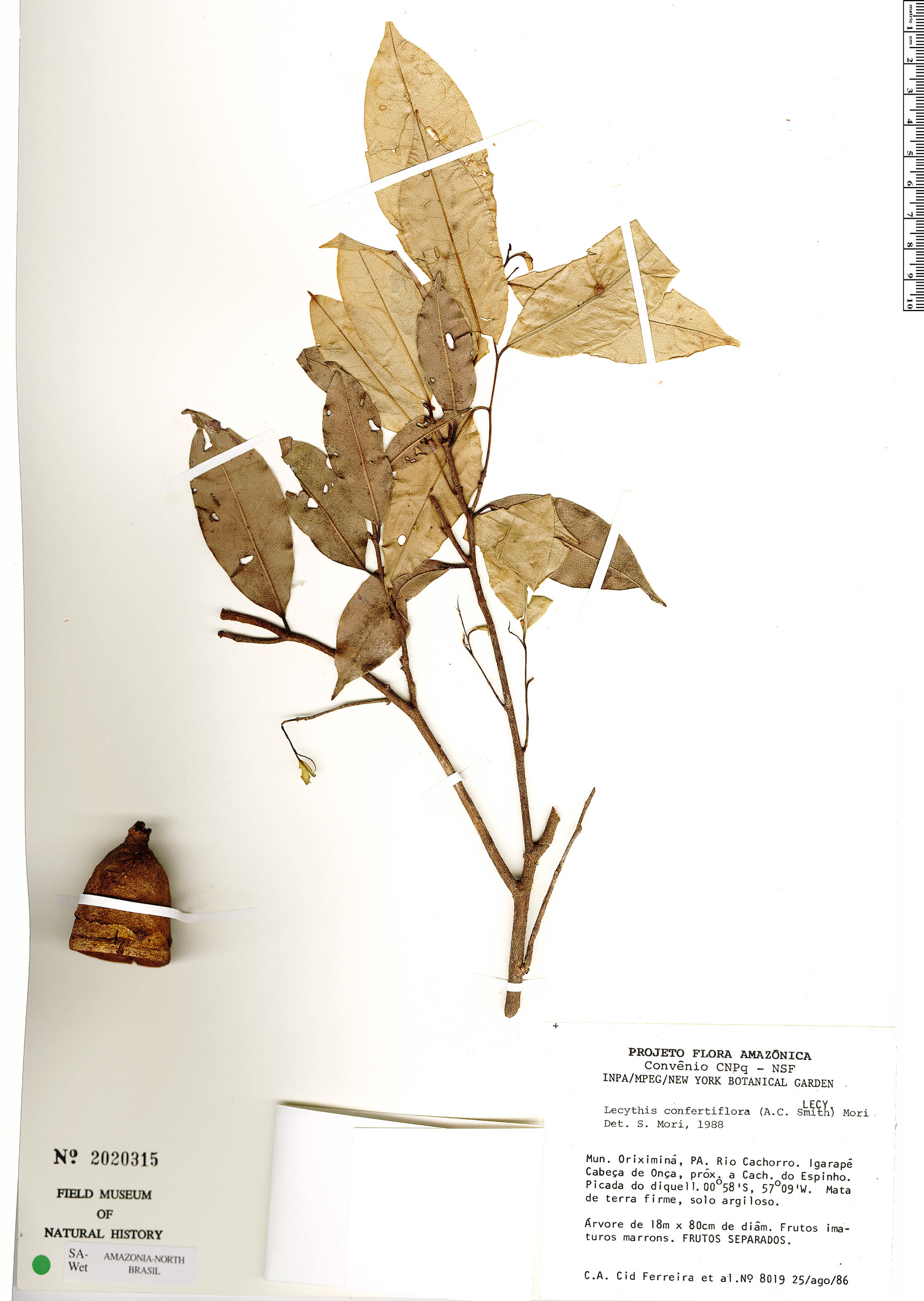Lecythis confertiflora | Rapid Reference | The Field Museum