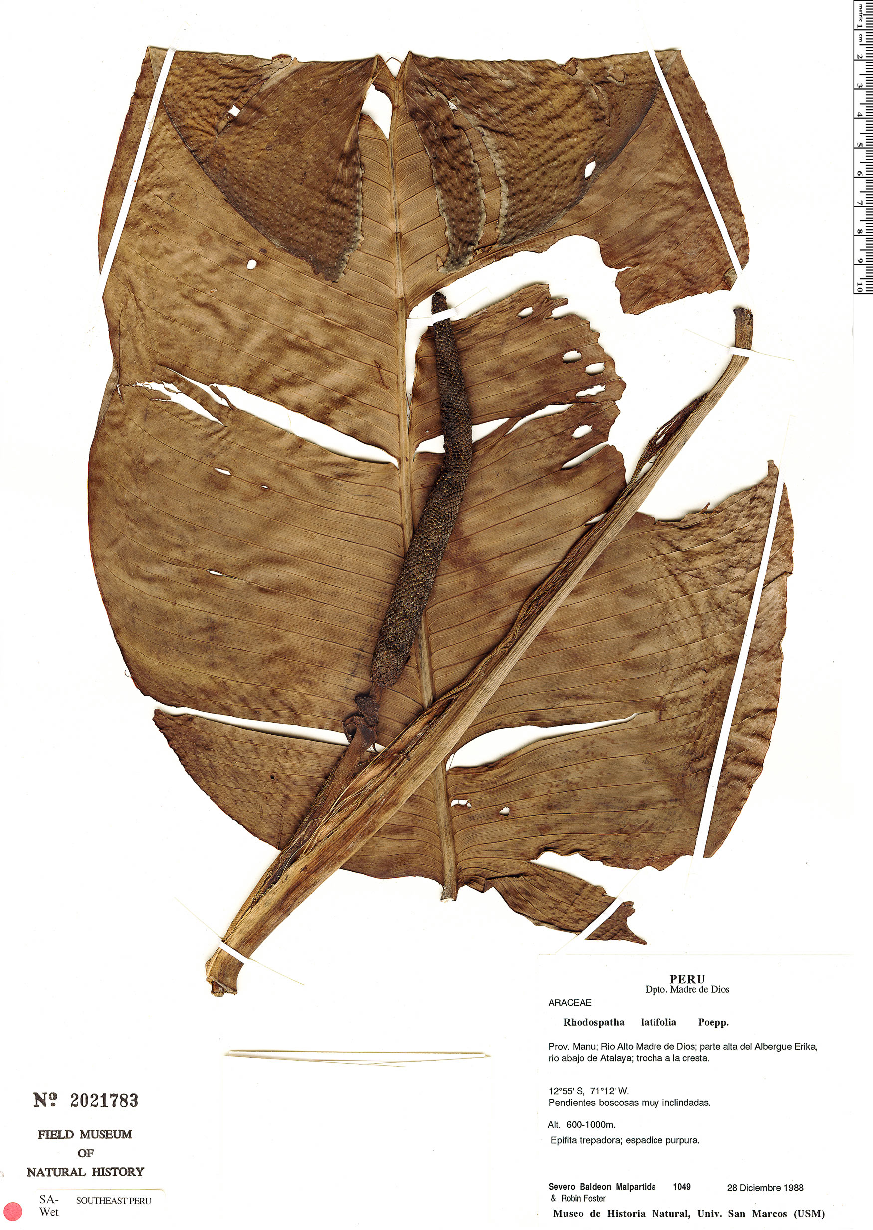 Rhodospatha latifolia | Herbário Rapid Reference | The Field Museum
