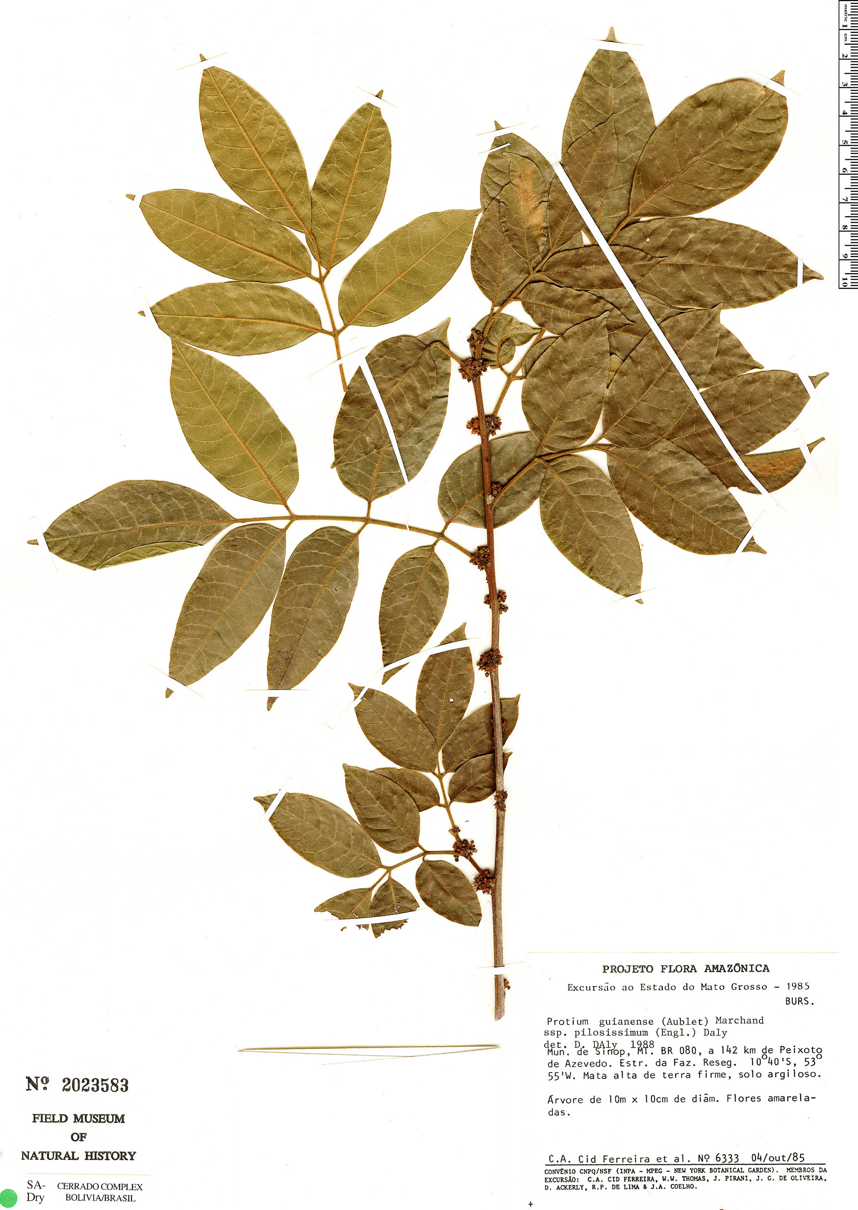 Protium pilosissimum | Herbário Rapid Reference | The Field Museum