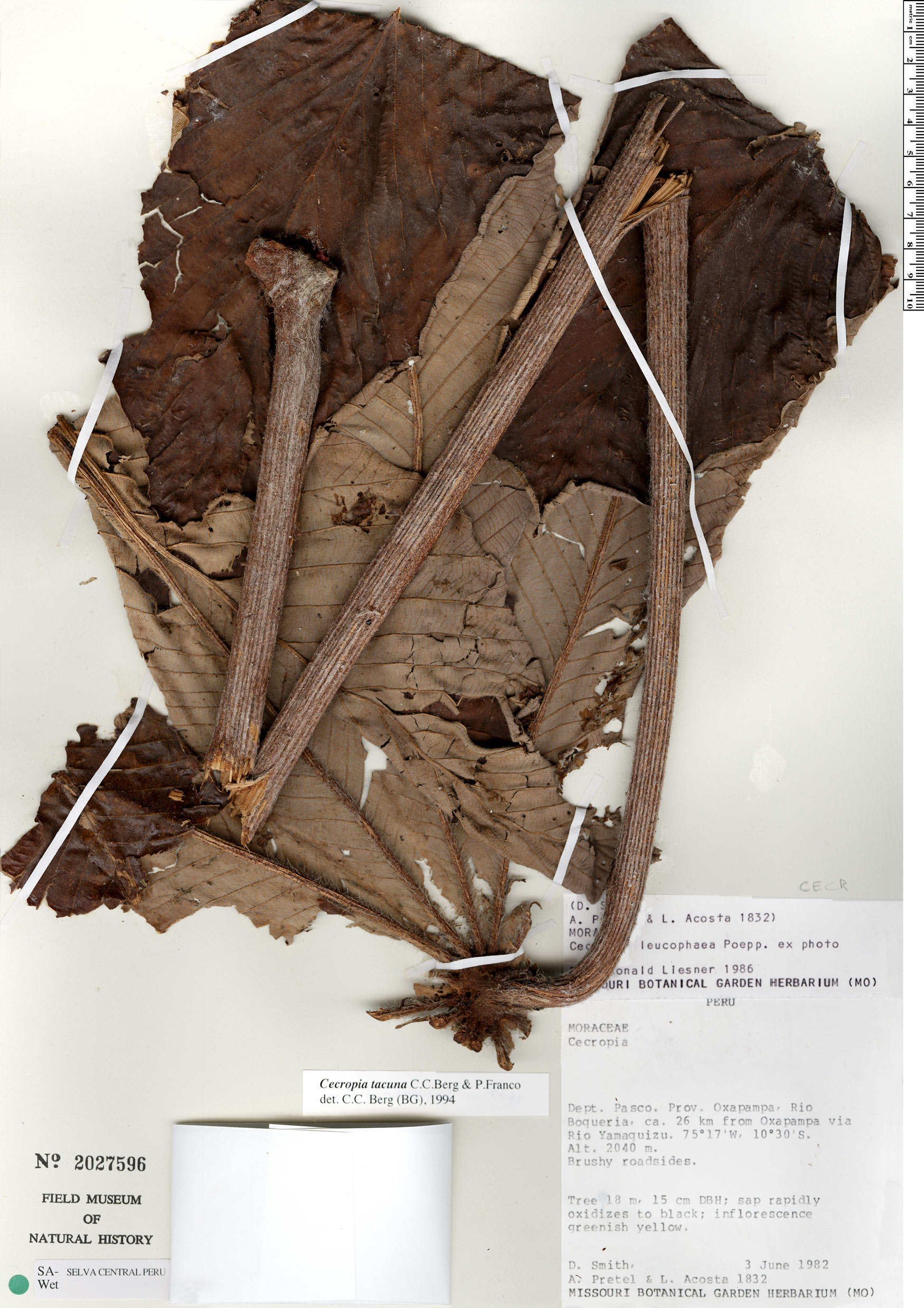 Cecropia tacuna | Rapid Reference | The Field Museum