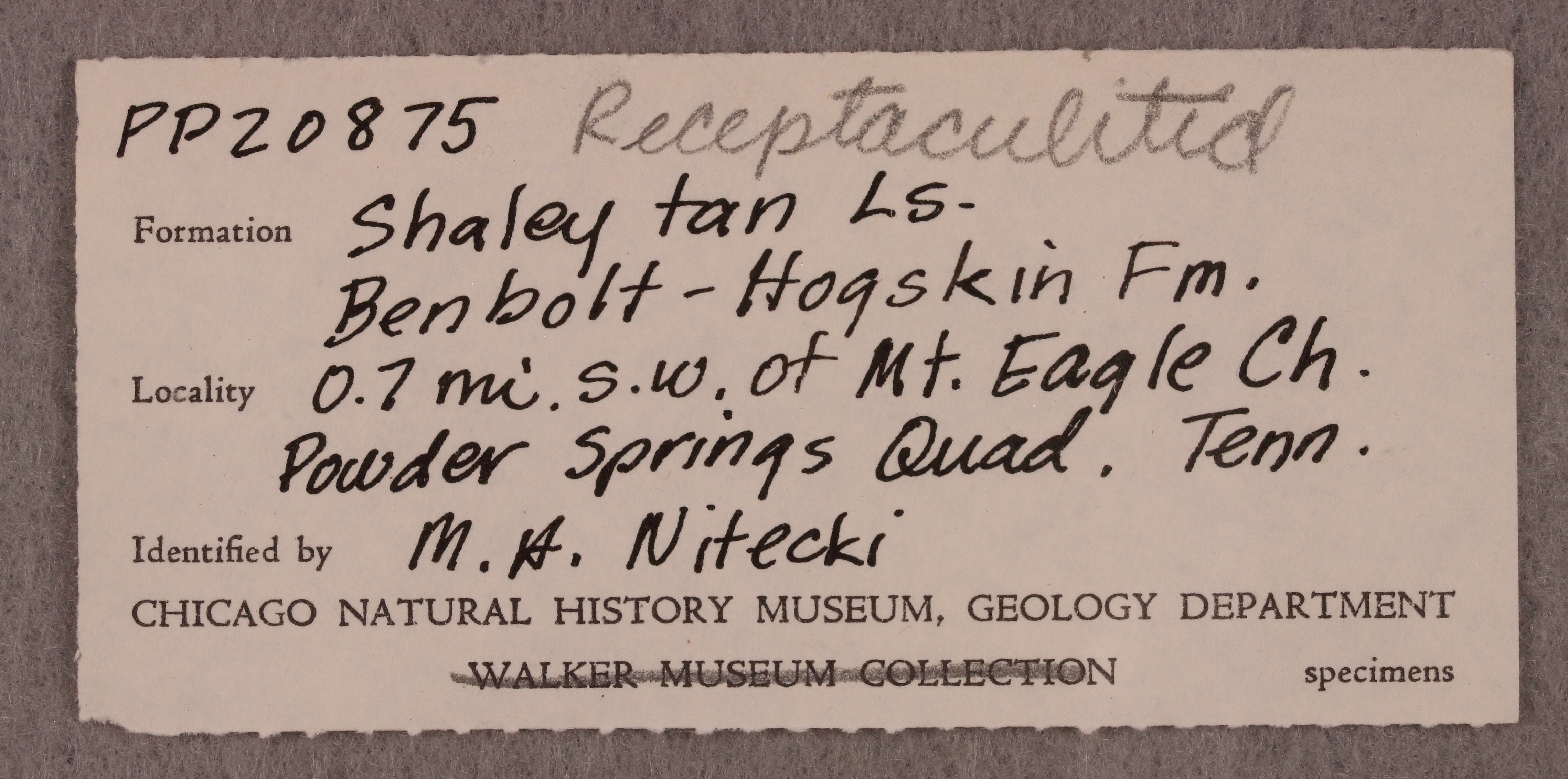 Receptaculites | Geology Collections