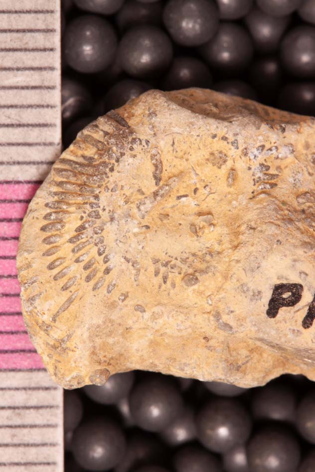 Receptaculites | Geology Collections