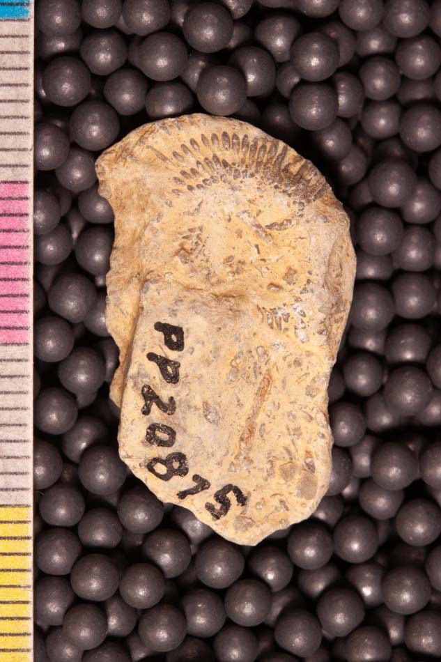 Receptaculites | Geology Collections