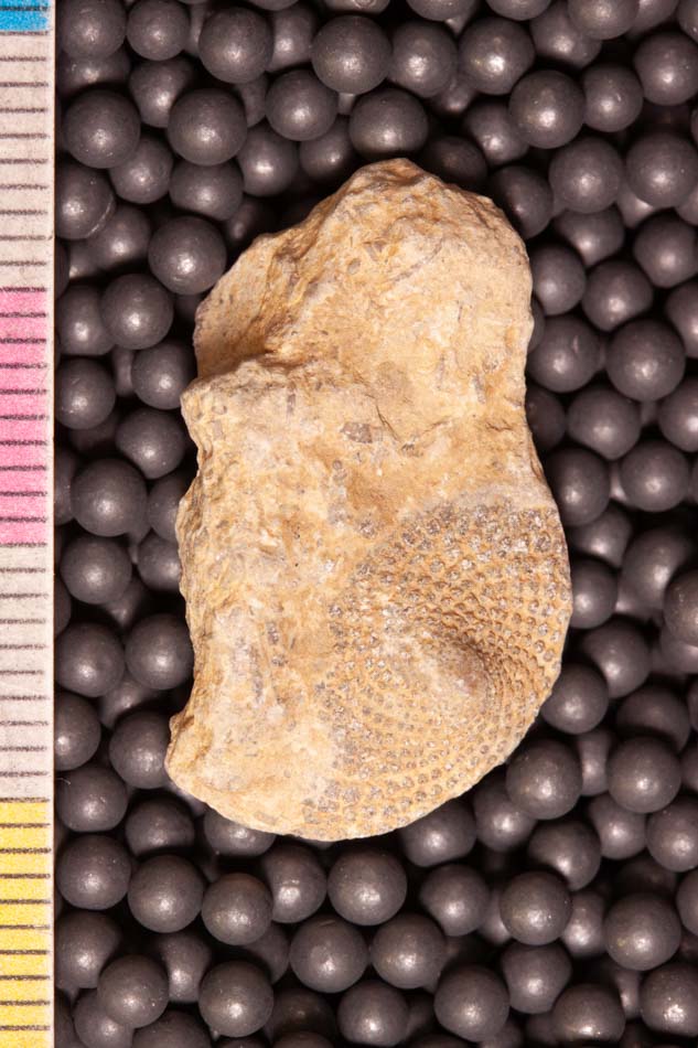 Receptaculites | Geology Collections