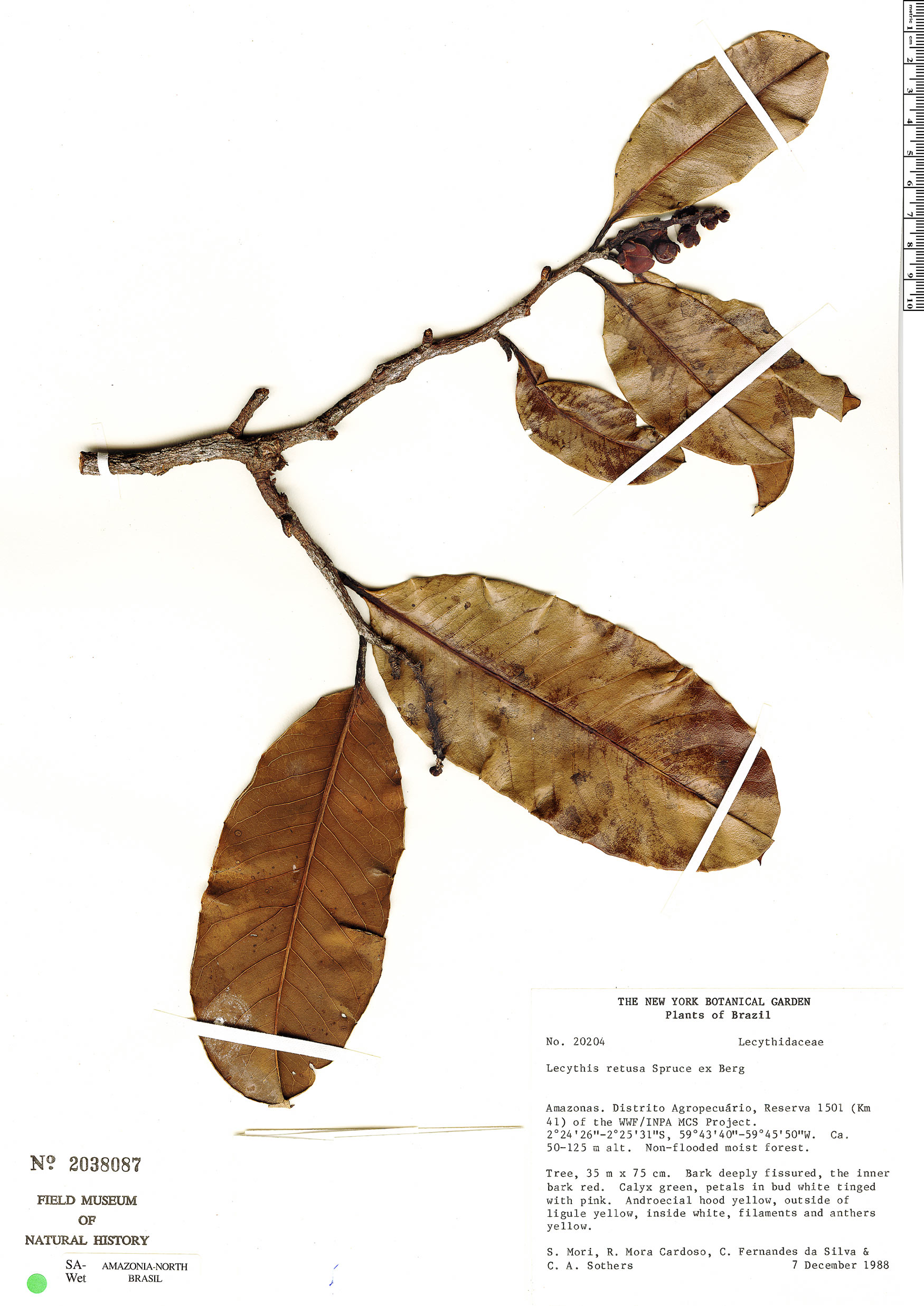 Lecythis retusa | Rapid Reference | The Field Museum