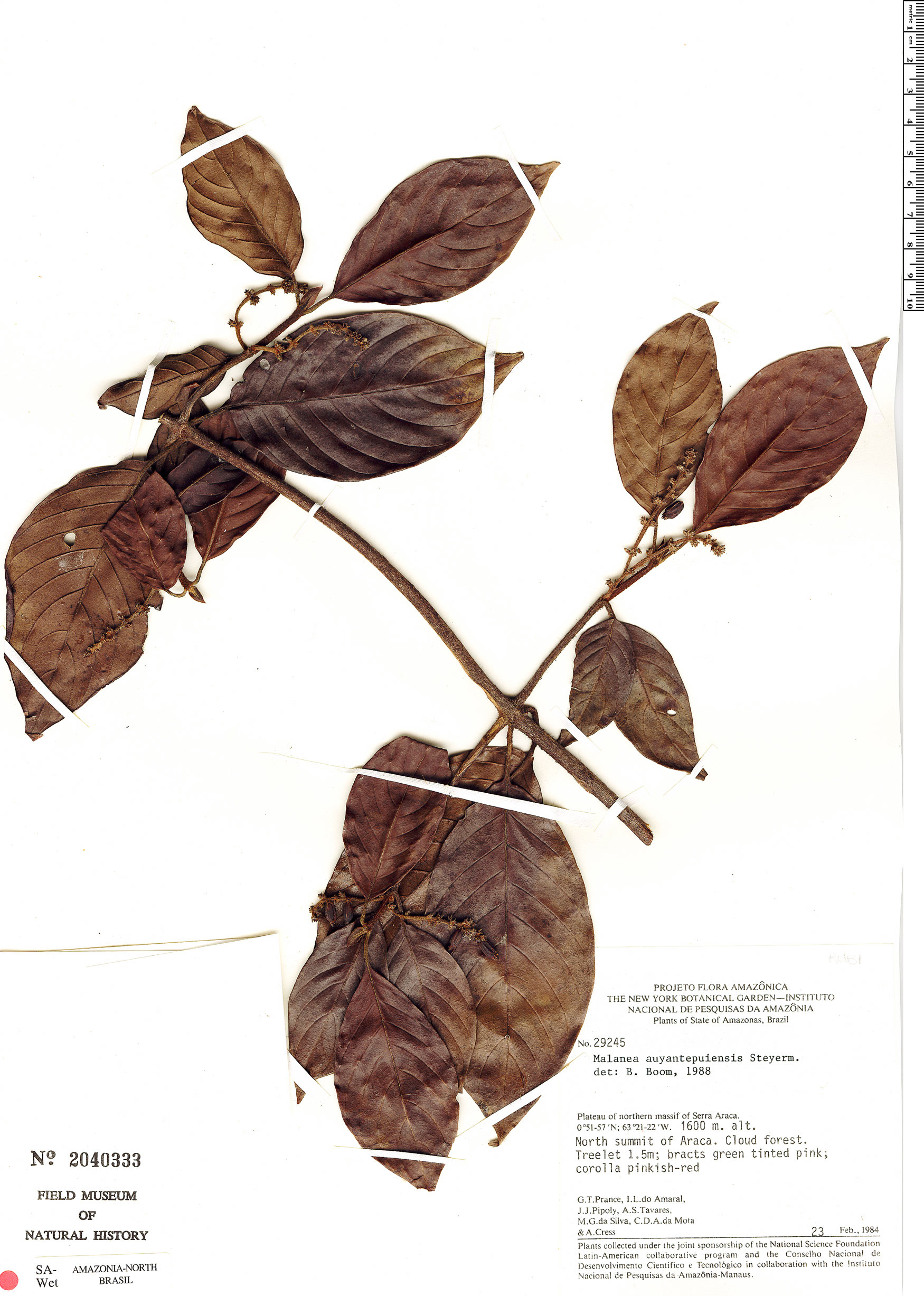 Malanea auyantepuiensis | Herbário Rapid Reference | The Field Museum