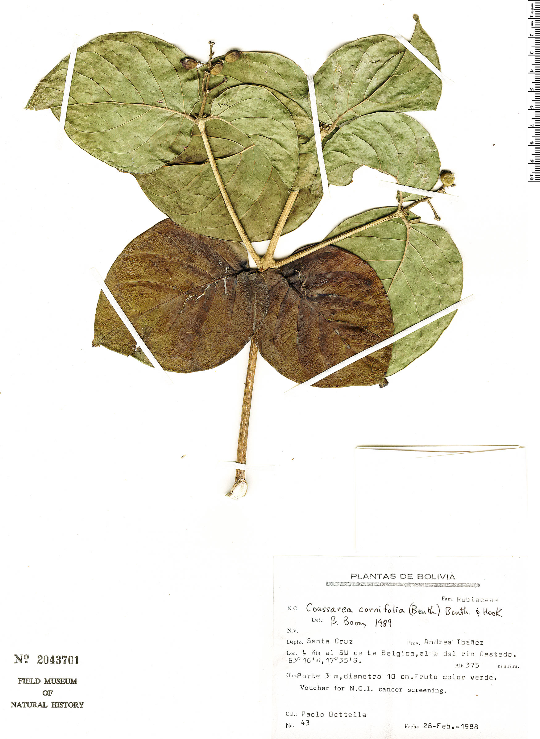 Coussarea cornifolia | Rapid Reference | The Field Museum