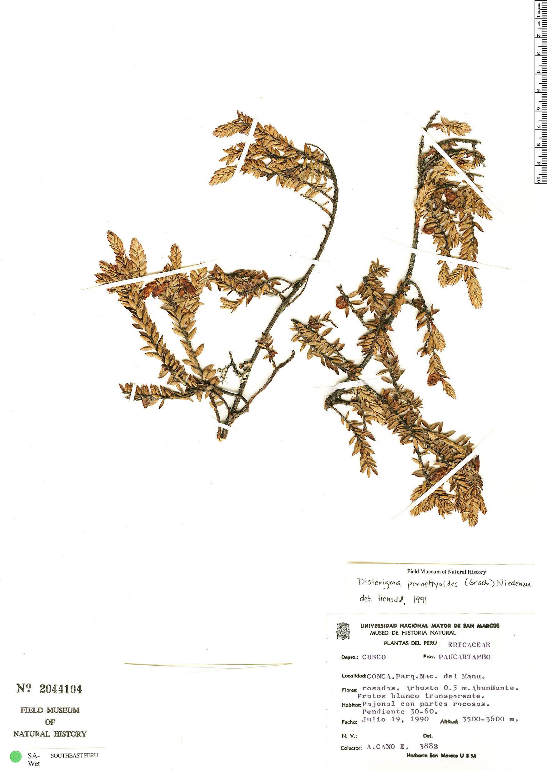 Disterigma pernettyoides | Rapid Reference | The Field Museum