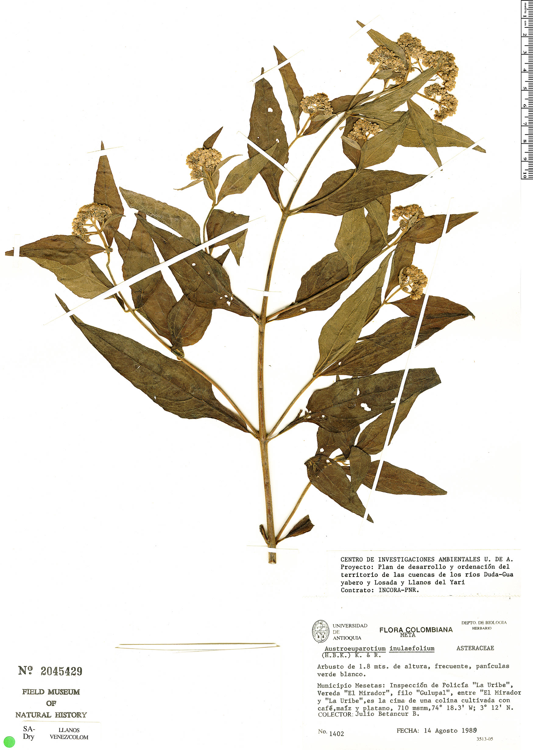 Austroeupatorium inulifolium | Rapid Reference | The Field Museum