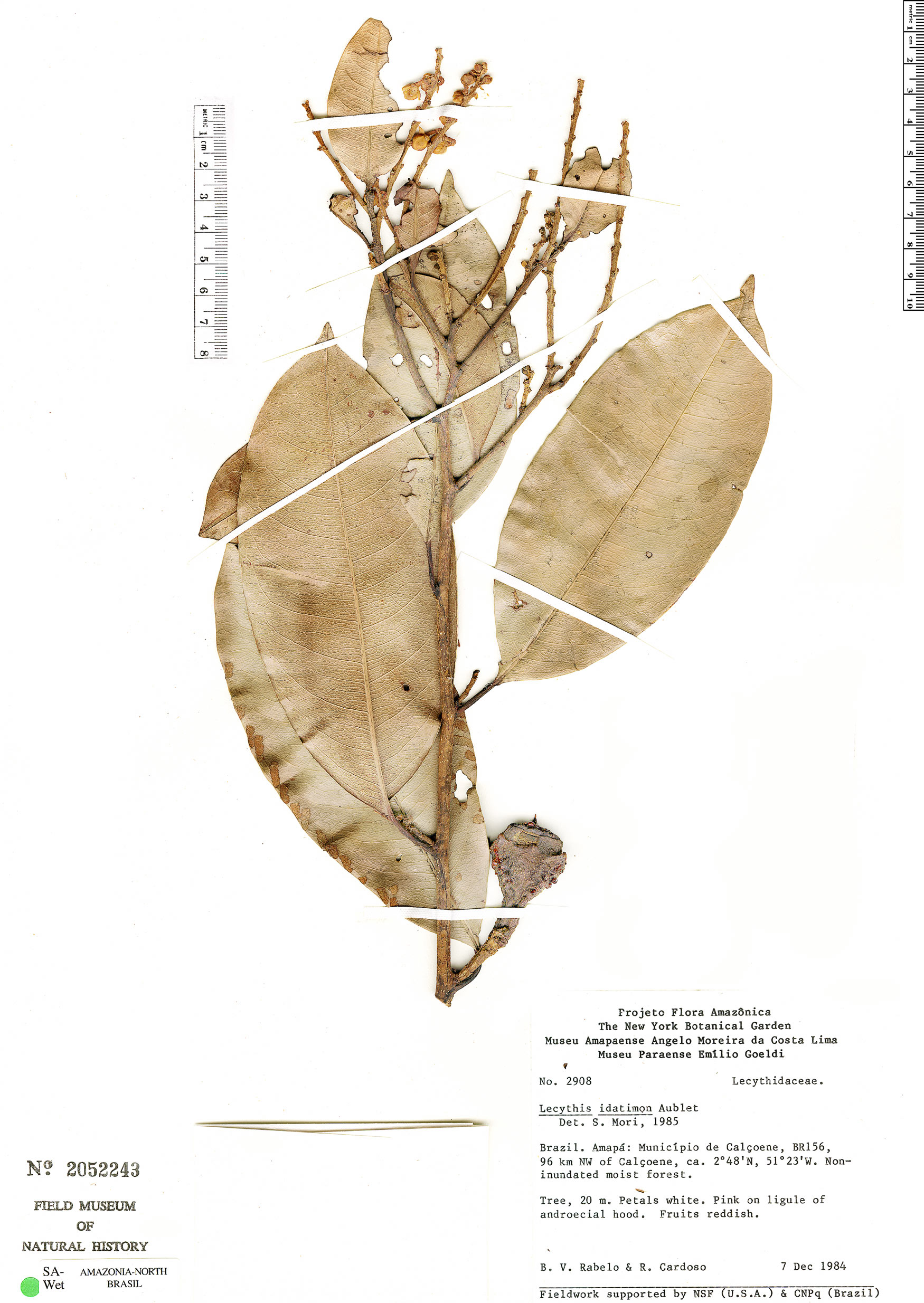 Lecythis idatimon | Rapid Reference | The Field Museum