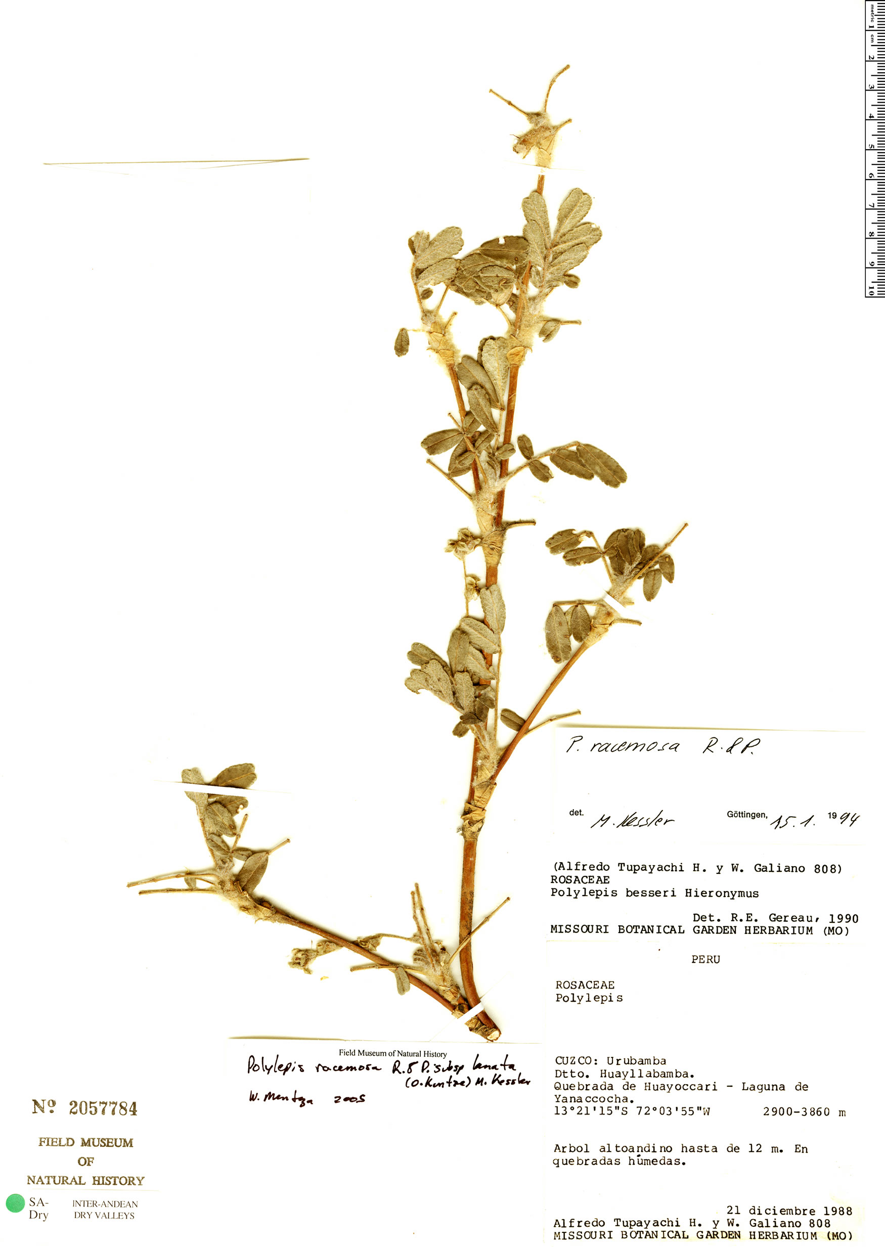 Polylepis racemosa | Herbário Rapid Reference | The Field Museum