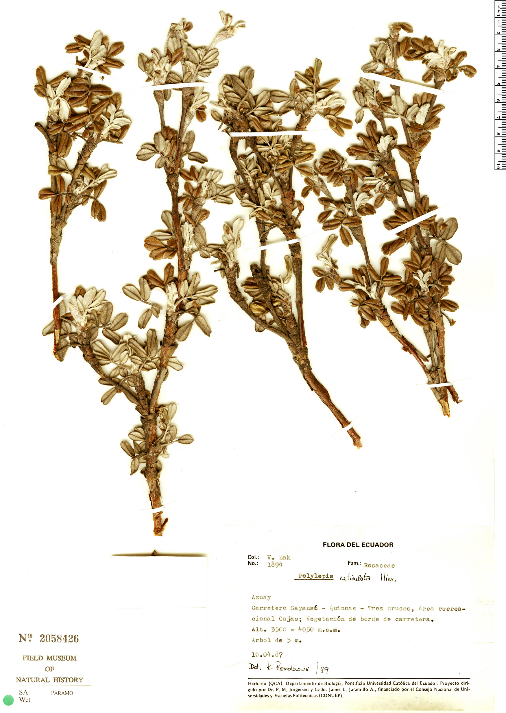 Polylepis reticulata | Rapid Reference | The Field Museum